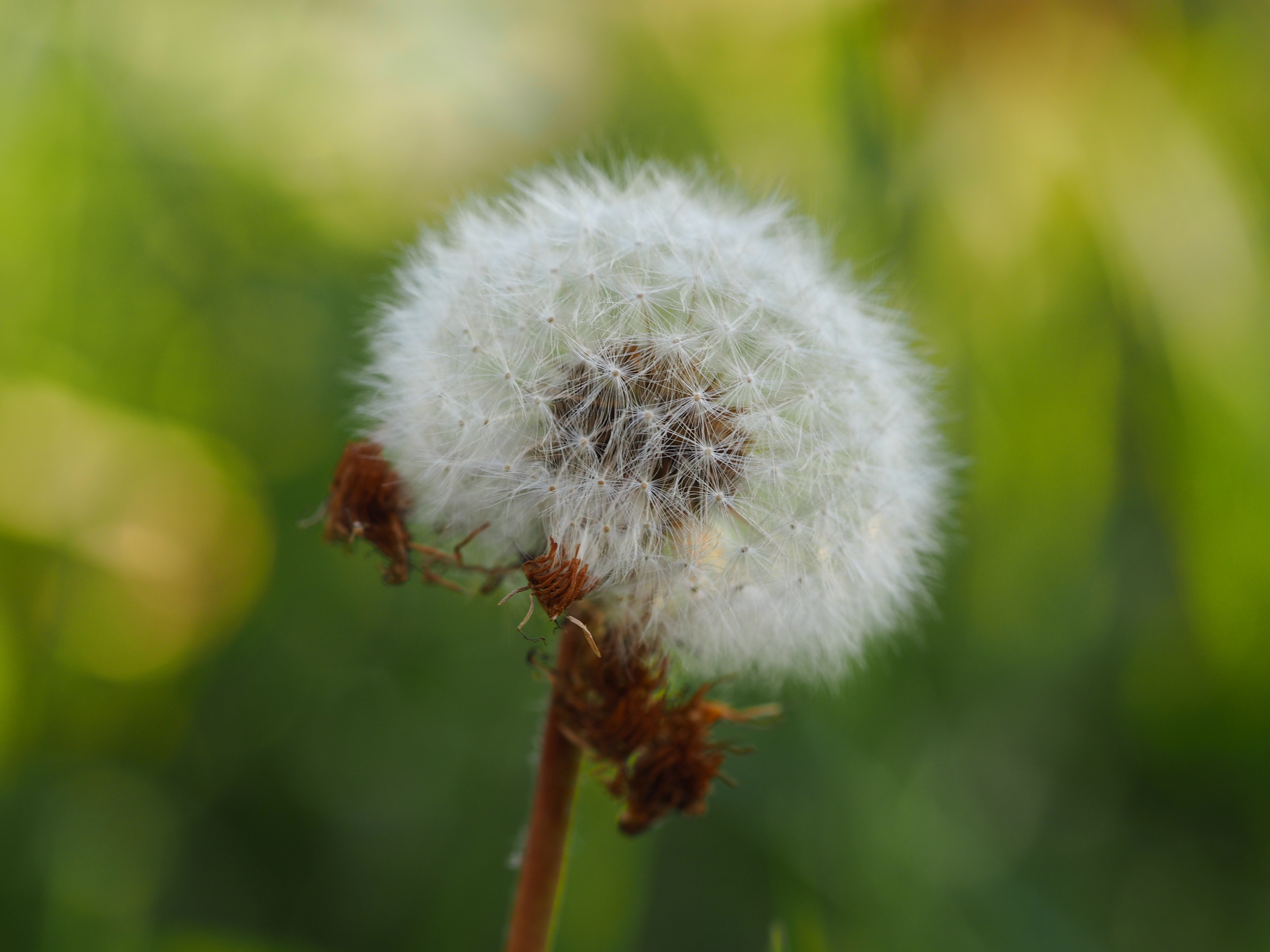 Fluffy dandelion on a stalk free image download