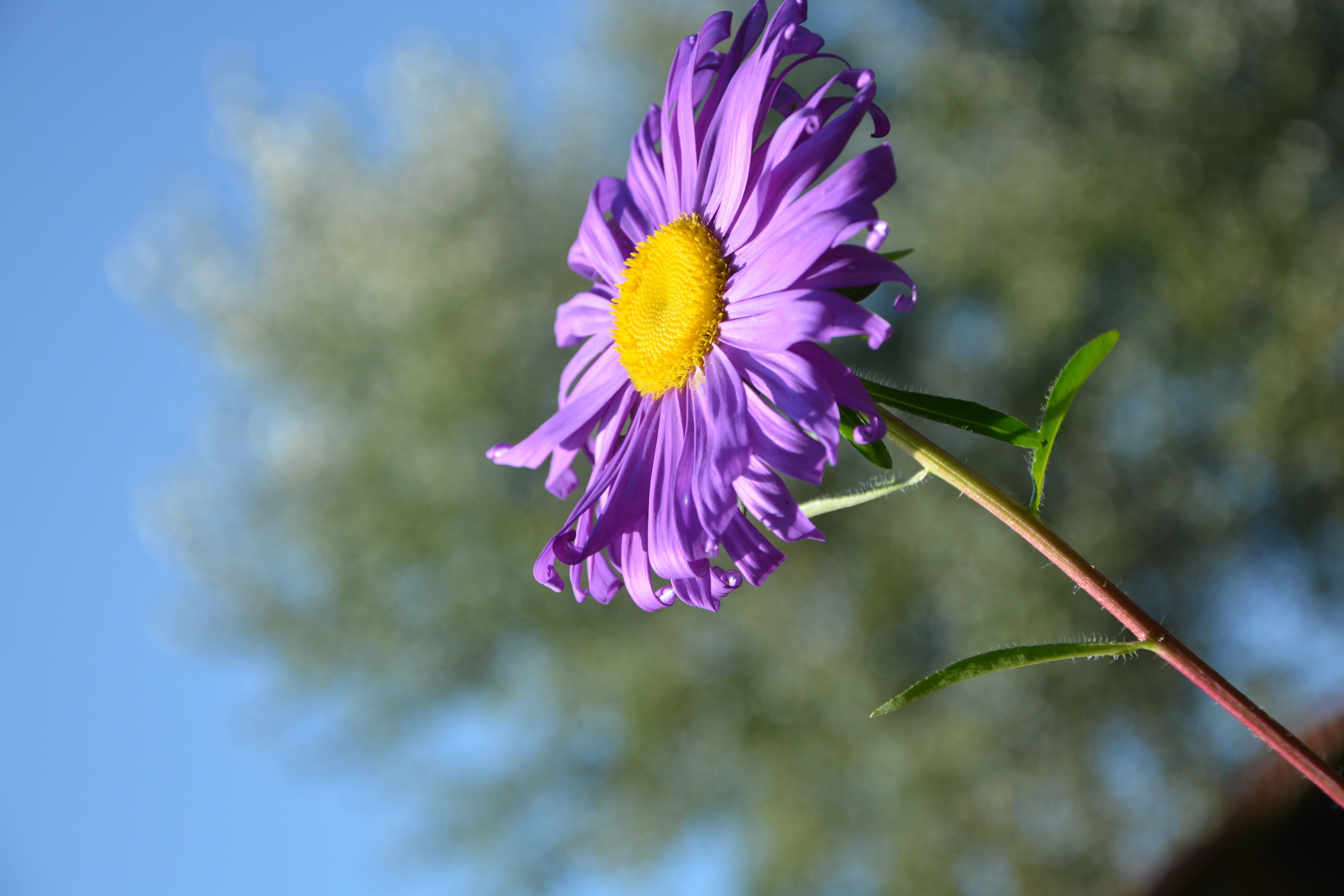 Flower Profile Of Yellow free image download
