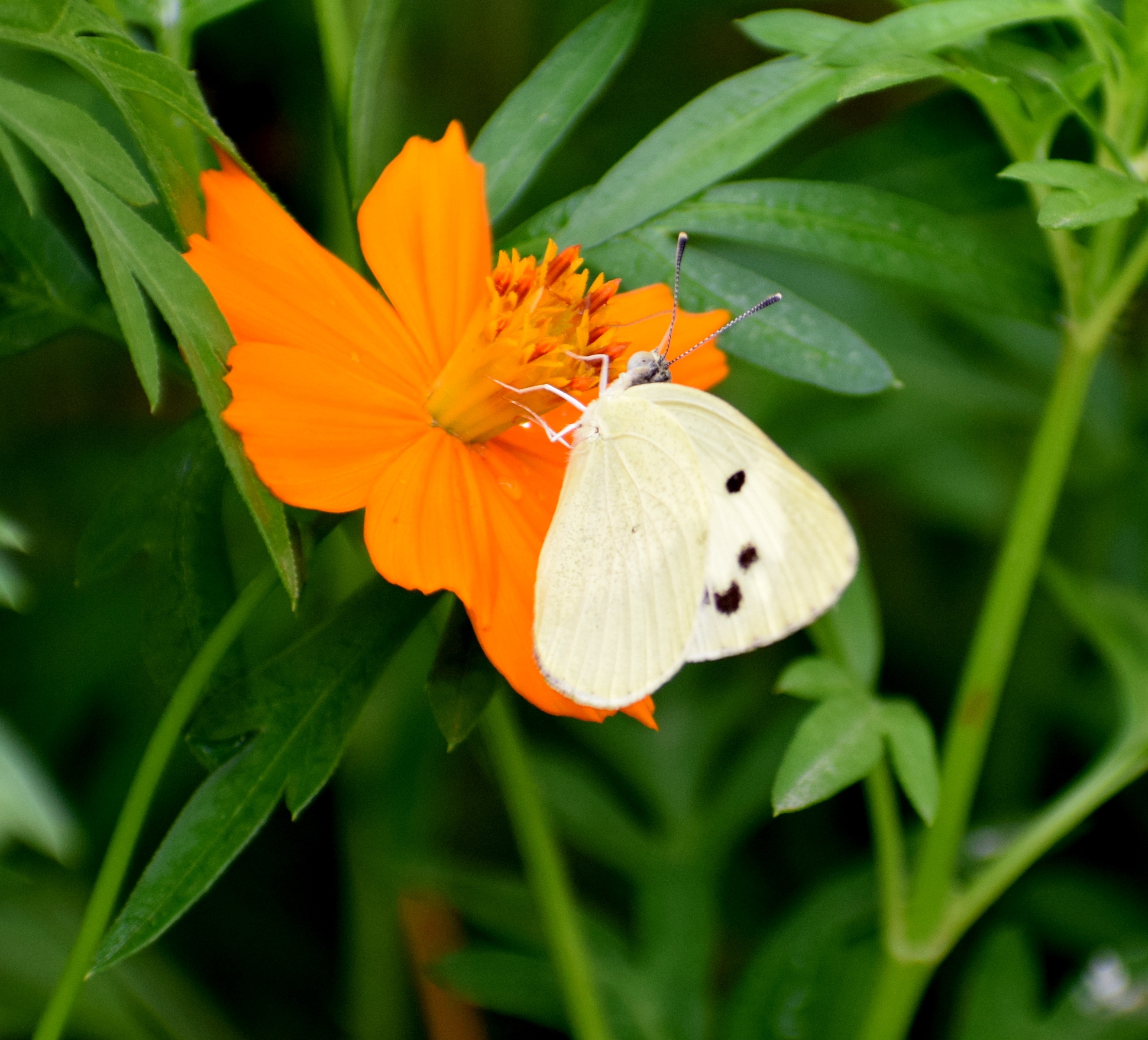 Nature Butterfly Spring free image download