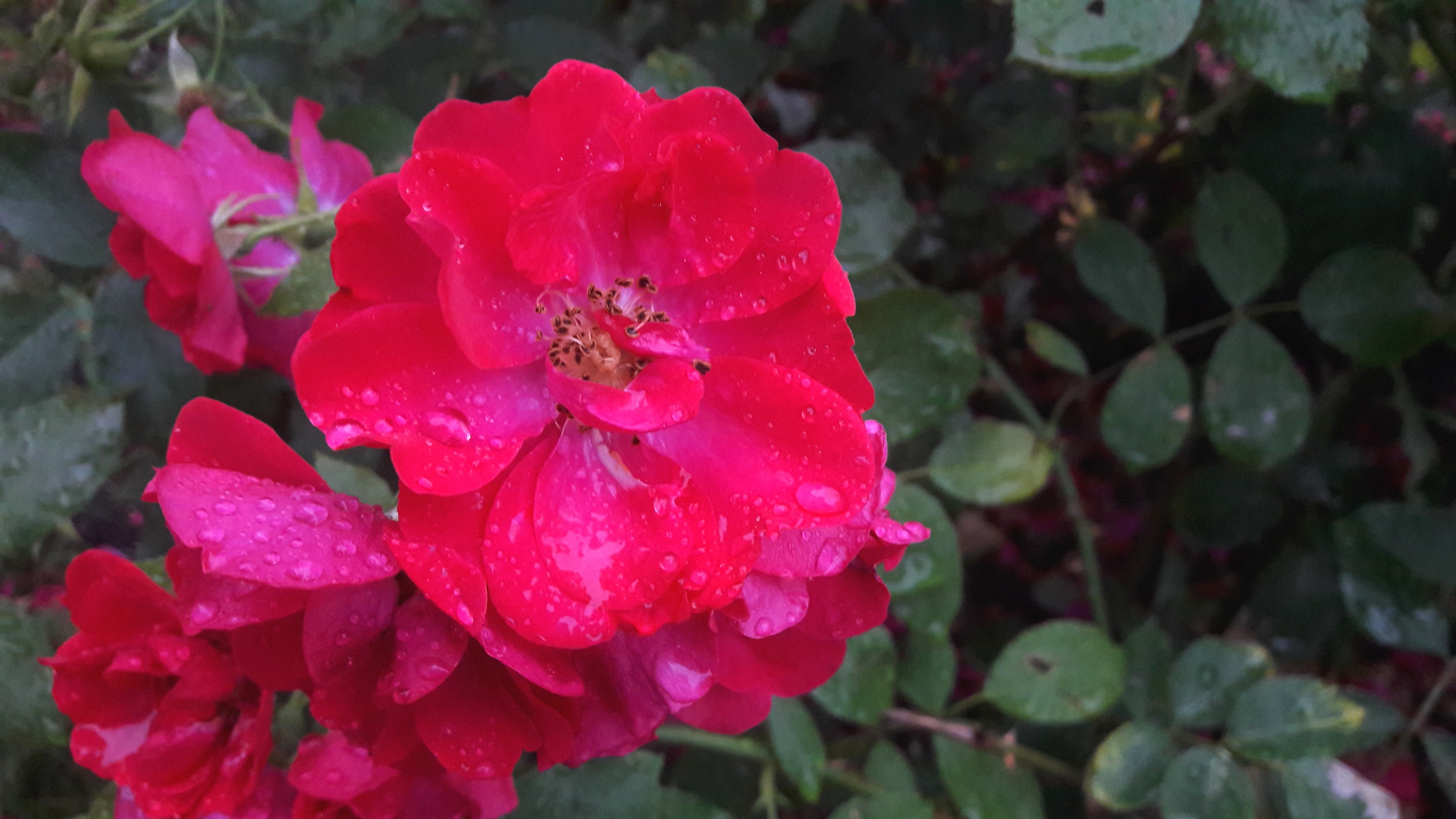 Ros Roses Red free image download