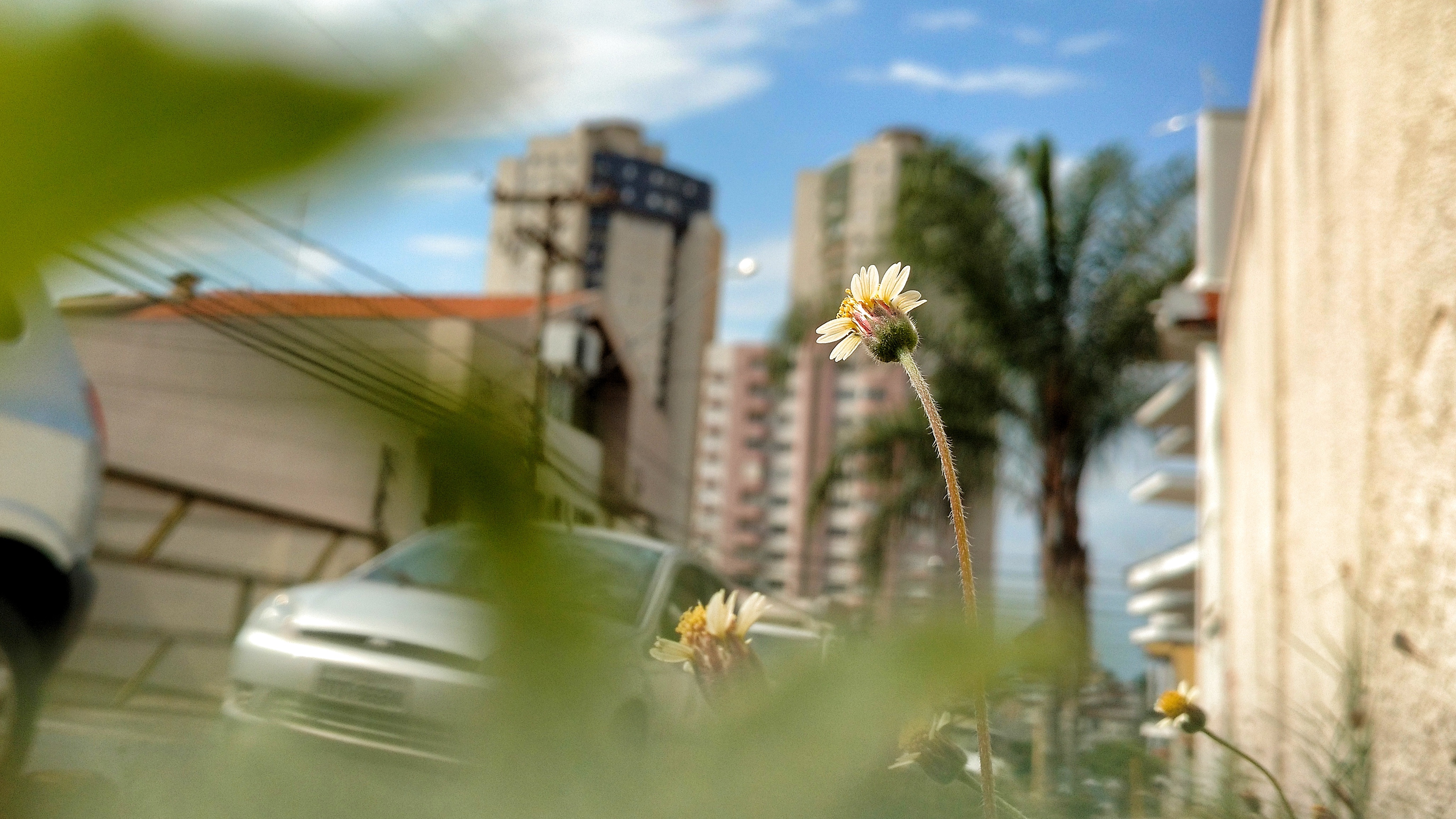 Flower City Day free image download