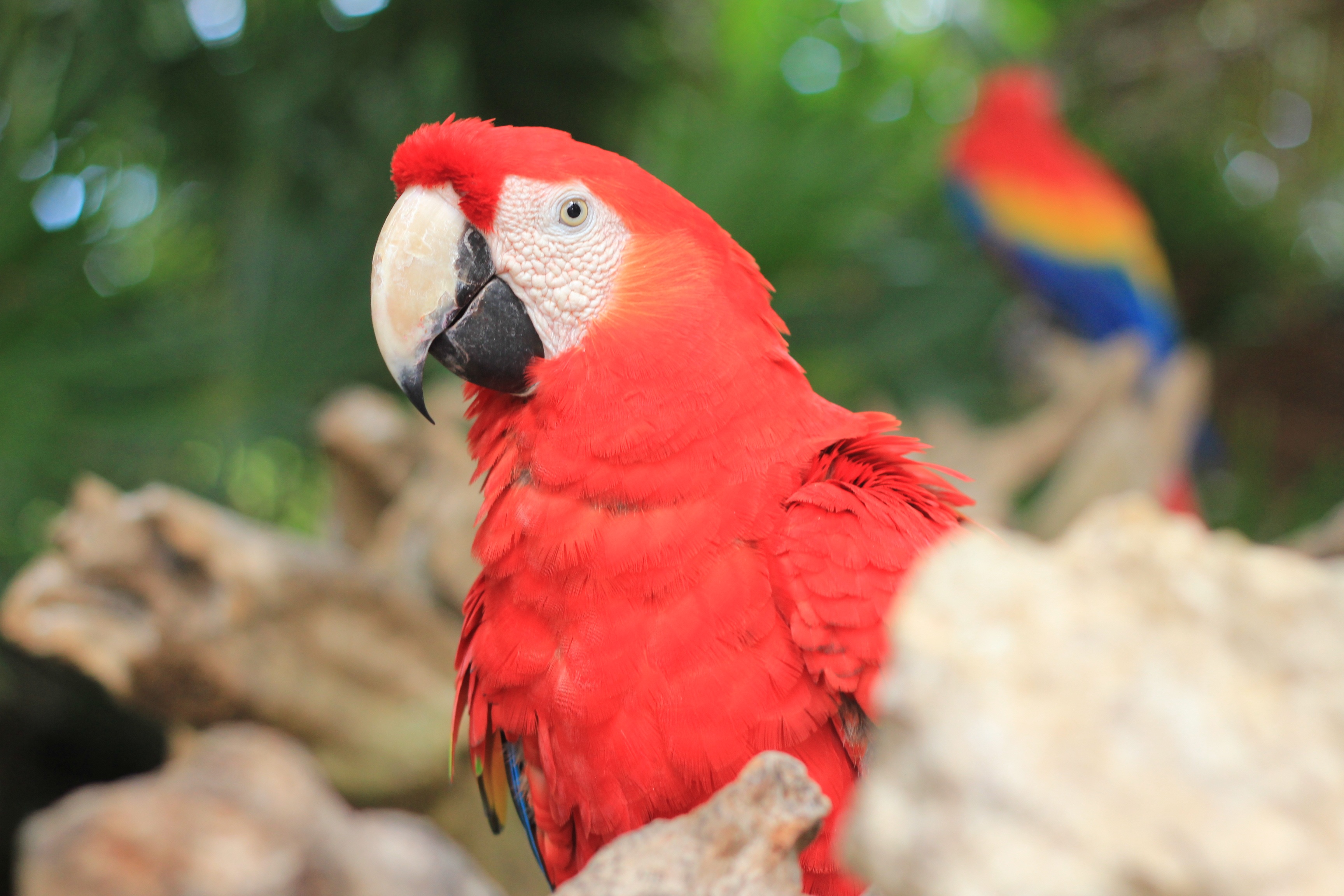 Macaw Red Ave free image download