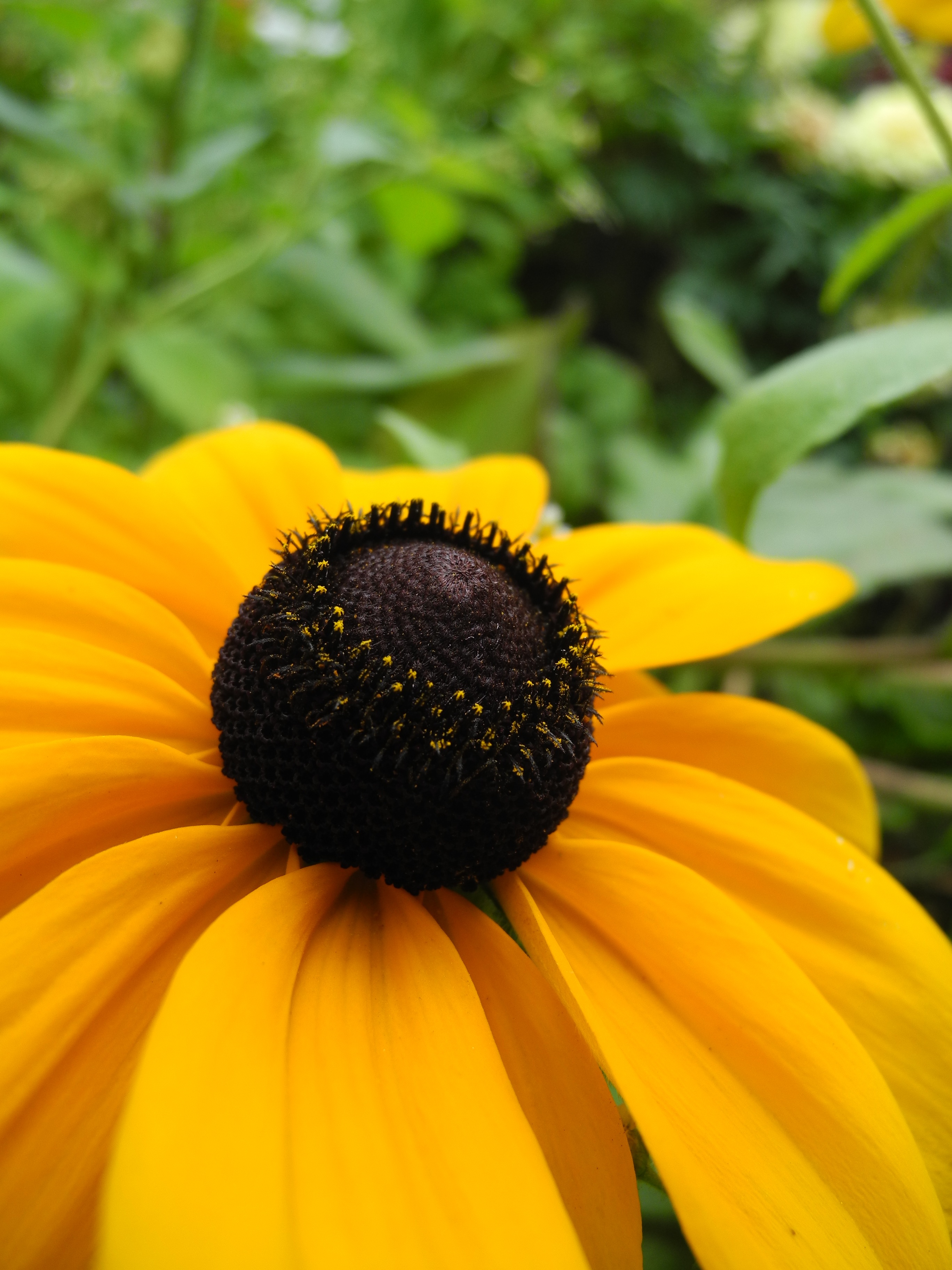 Flower Yellow Petals Garden free image download