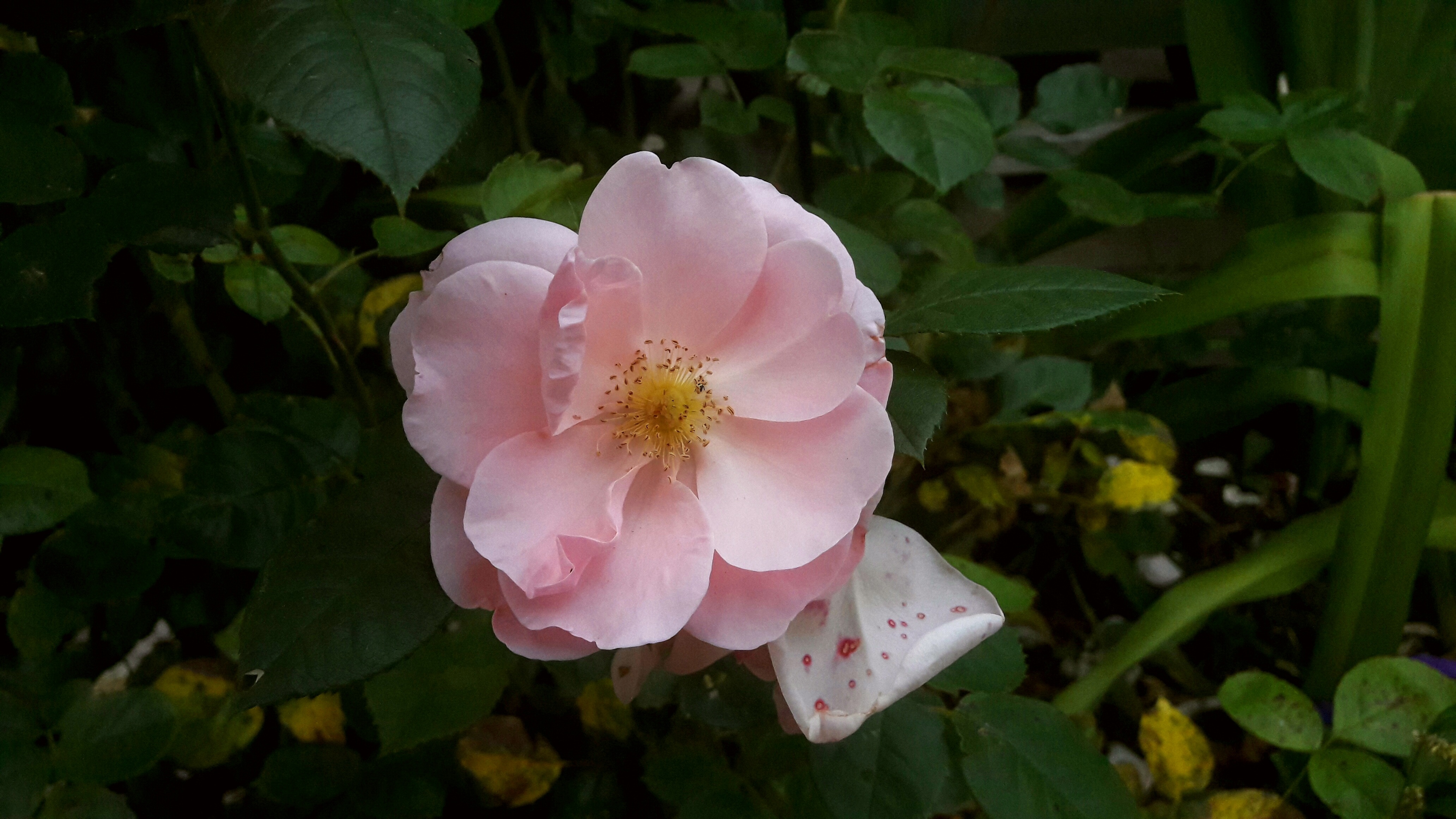 Ros Pink Rose free image download