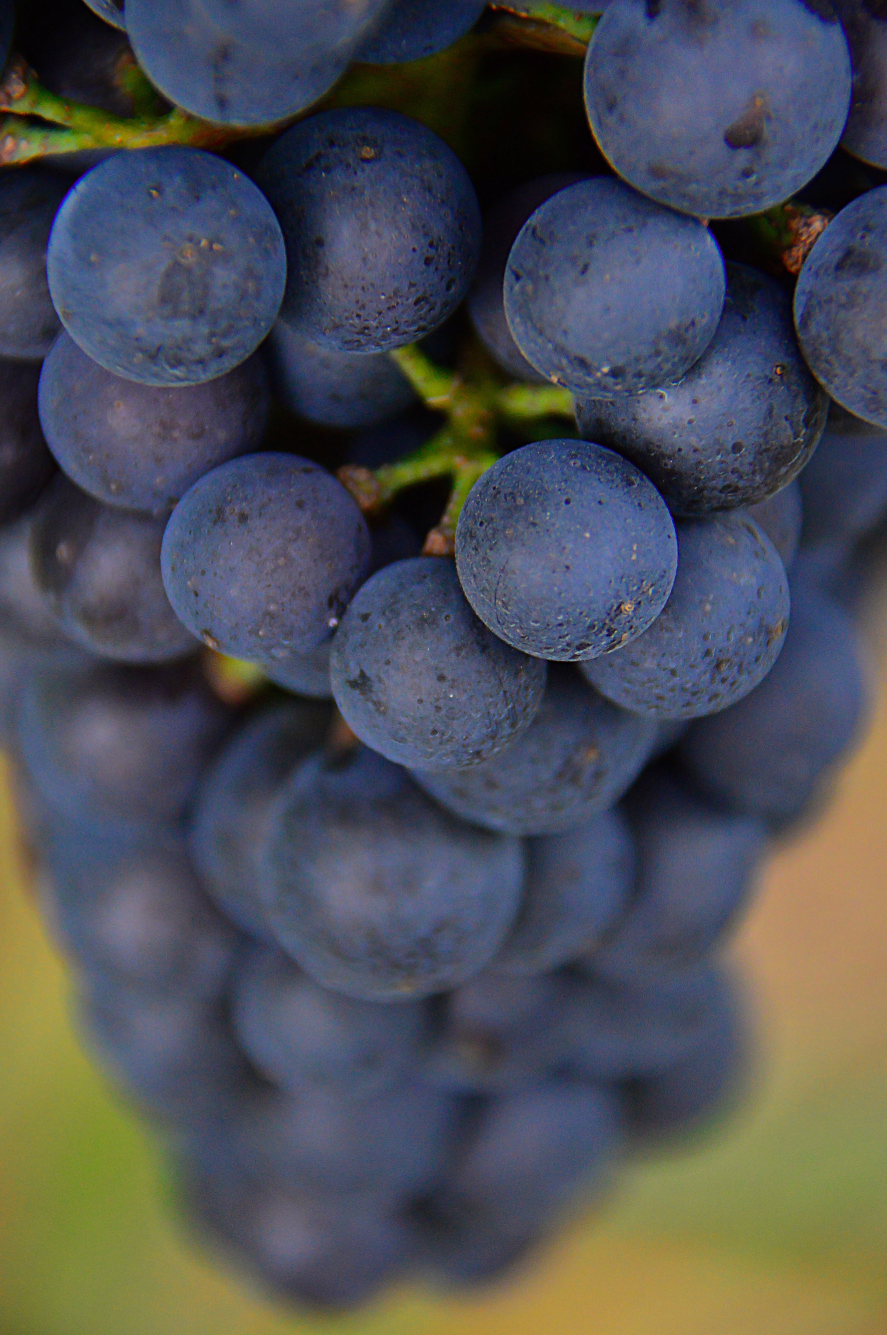 Grape Red Grapes Fruit free image download