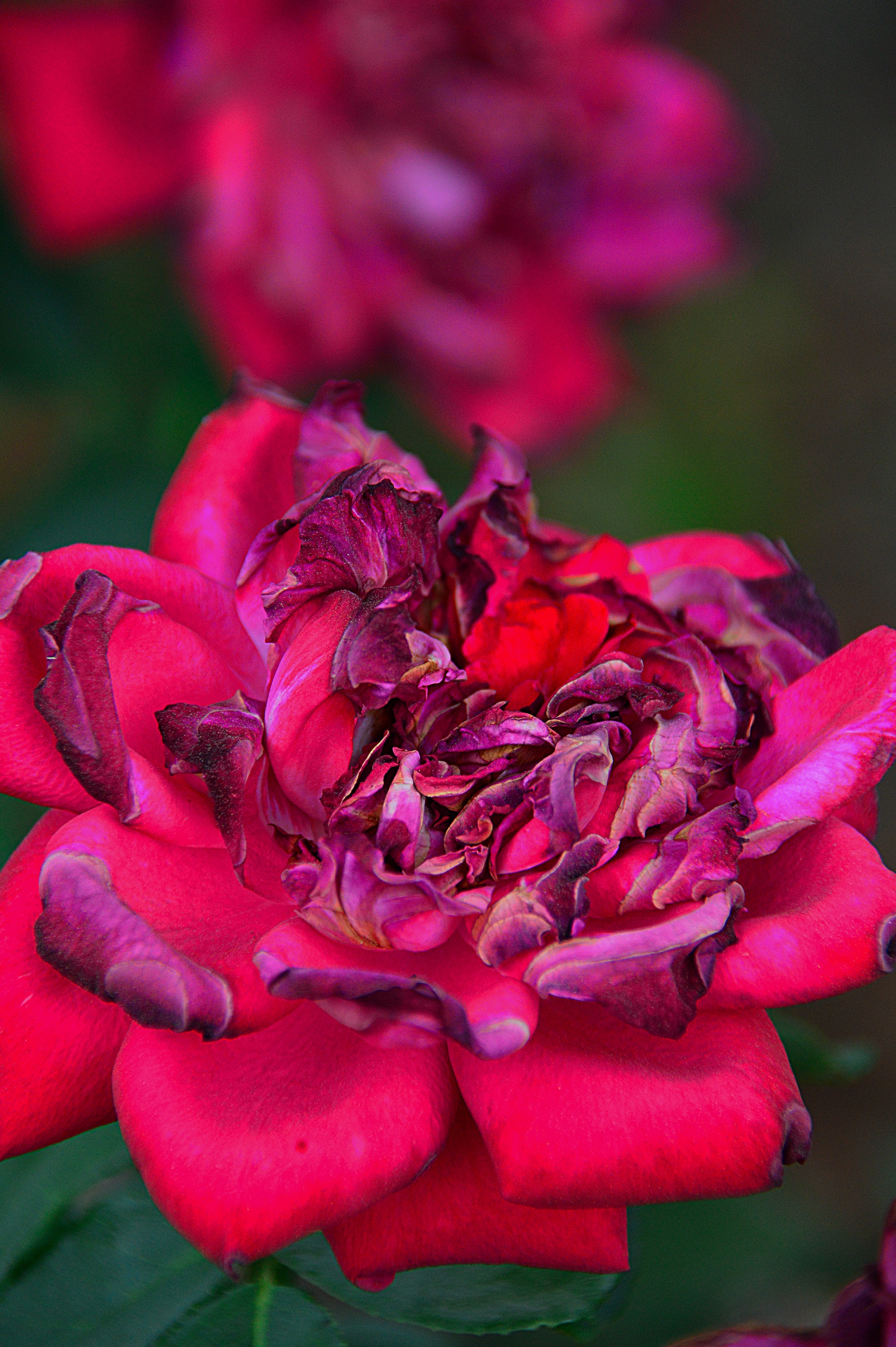 Rose Petal Red free image download