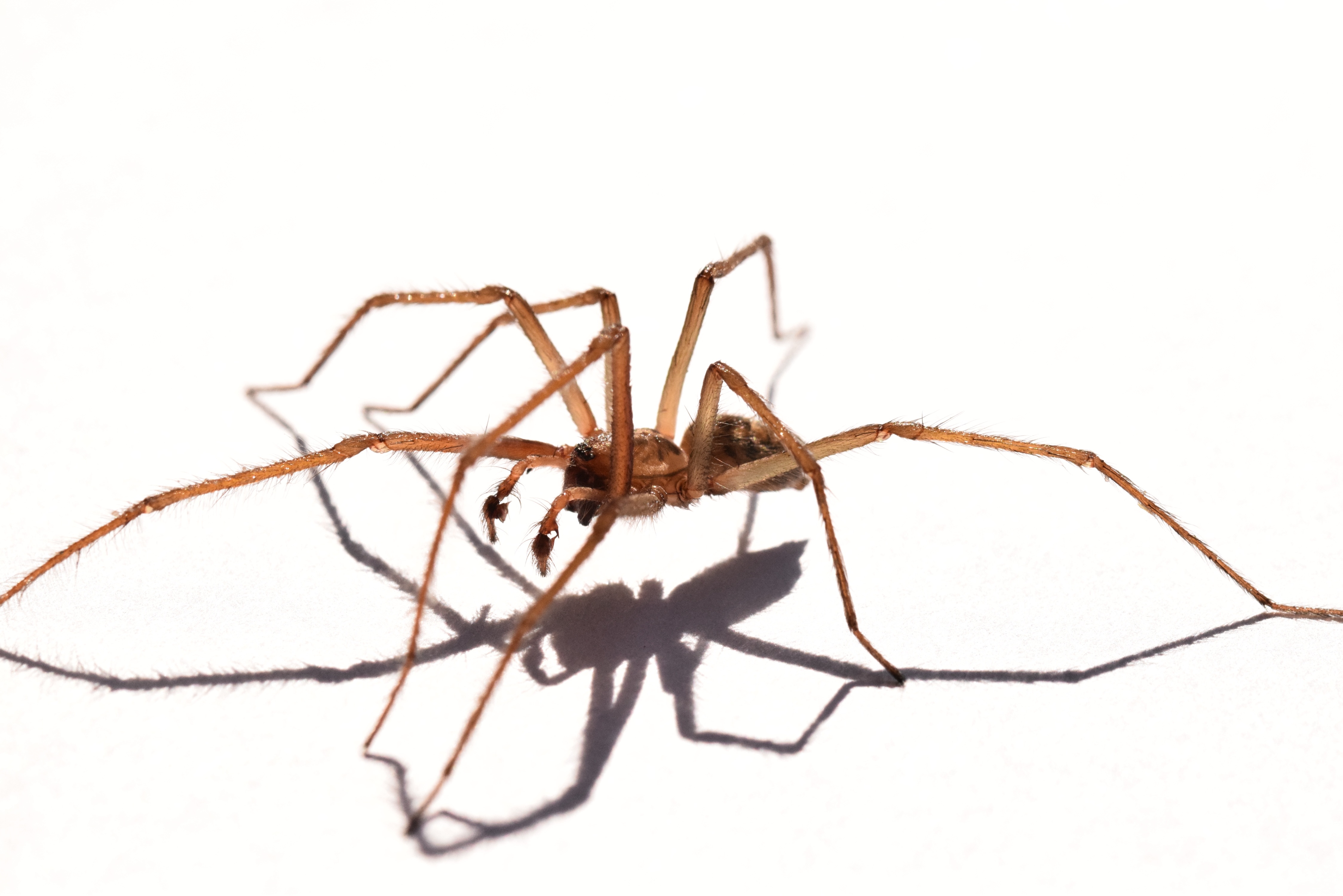 Spider Shadow Fauna free image download