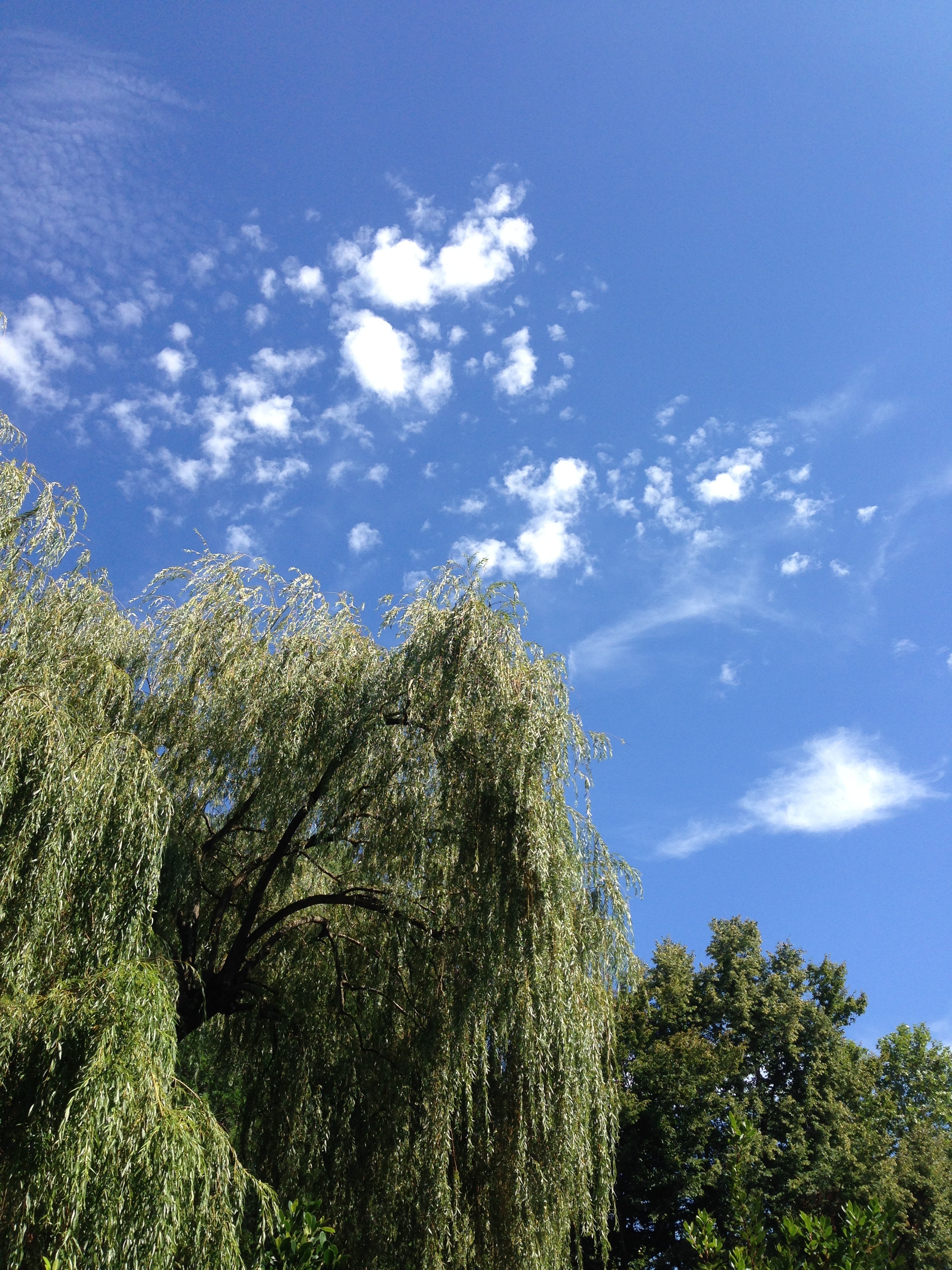 Nature Clouds Tree free image download