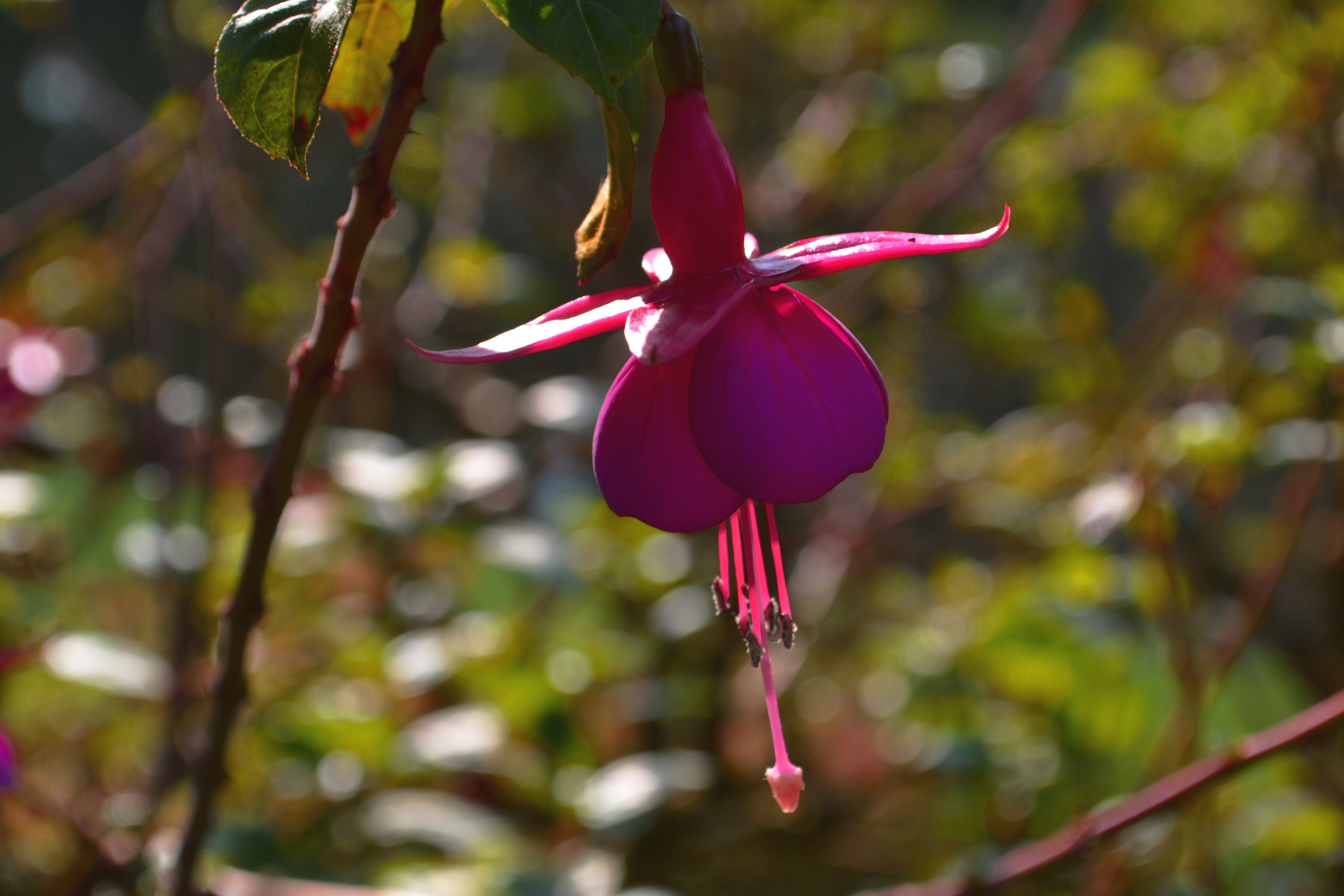 Blossom Bloom Pink free image download