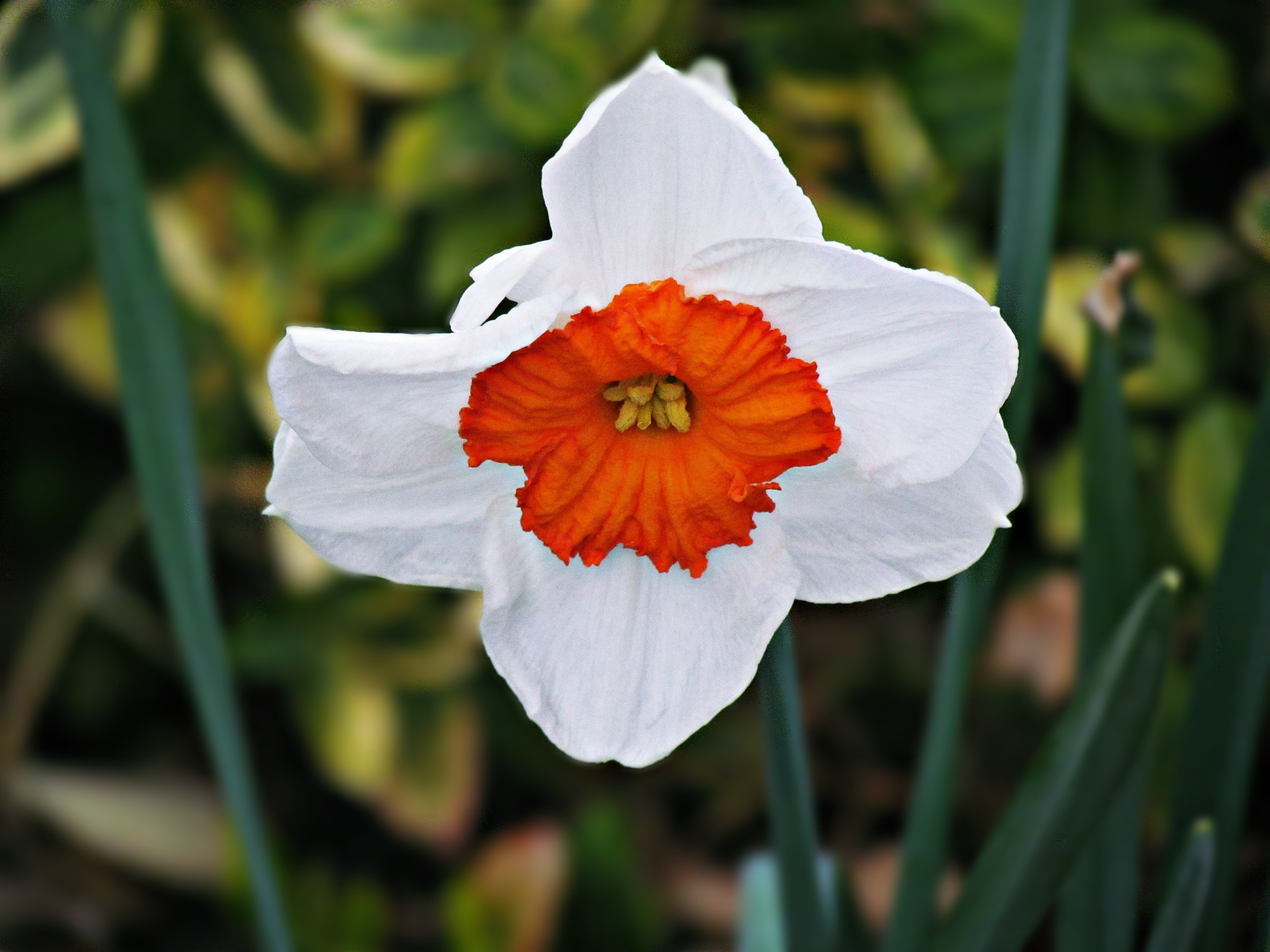 Narcissus Spring Flower free image download