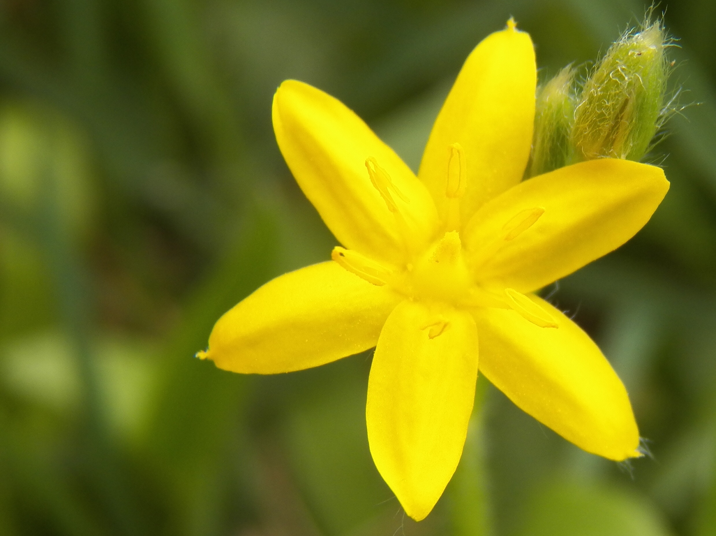 Yellow Flower Small free image download