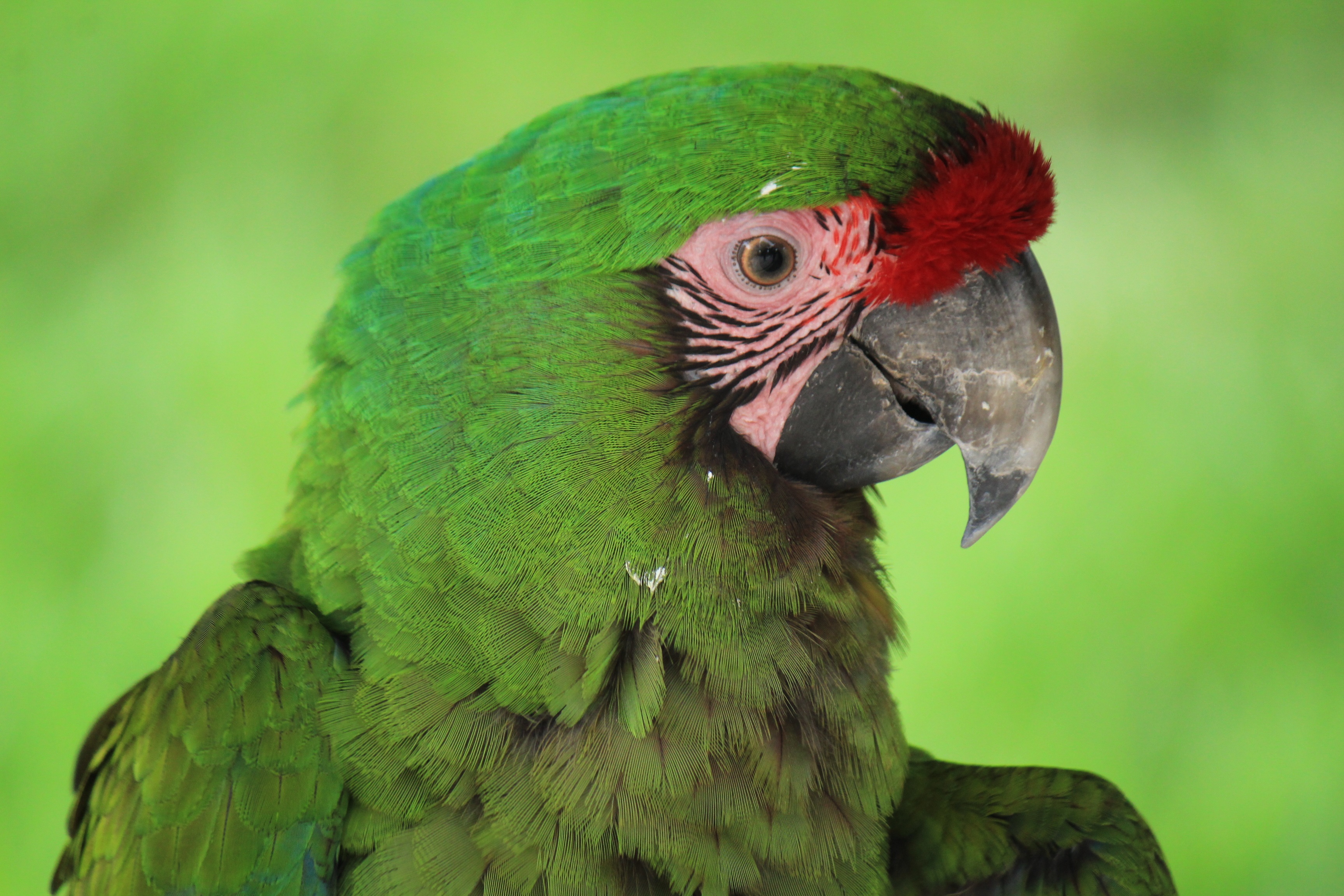 Mexico Macaw Animal free image download