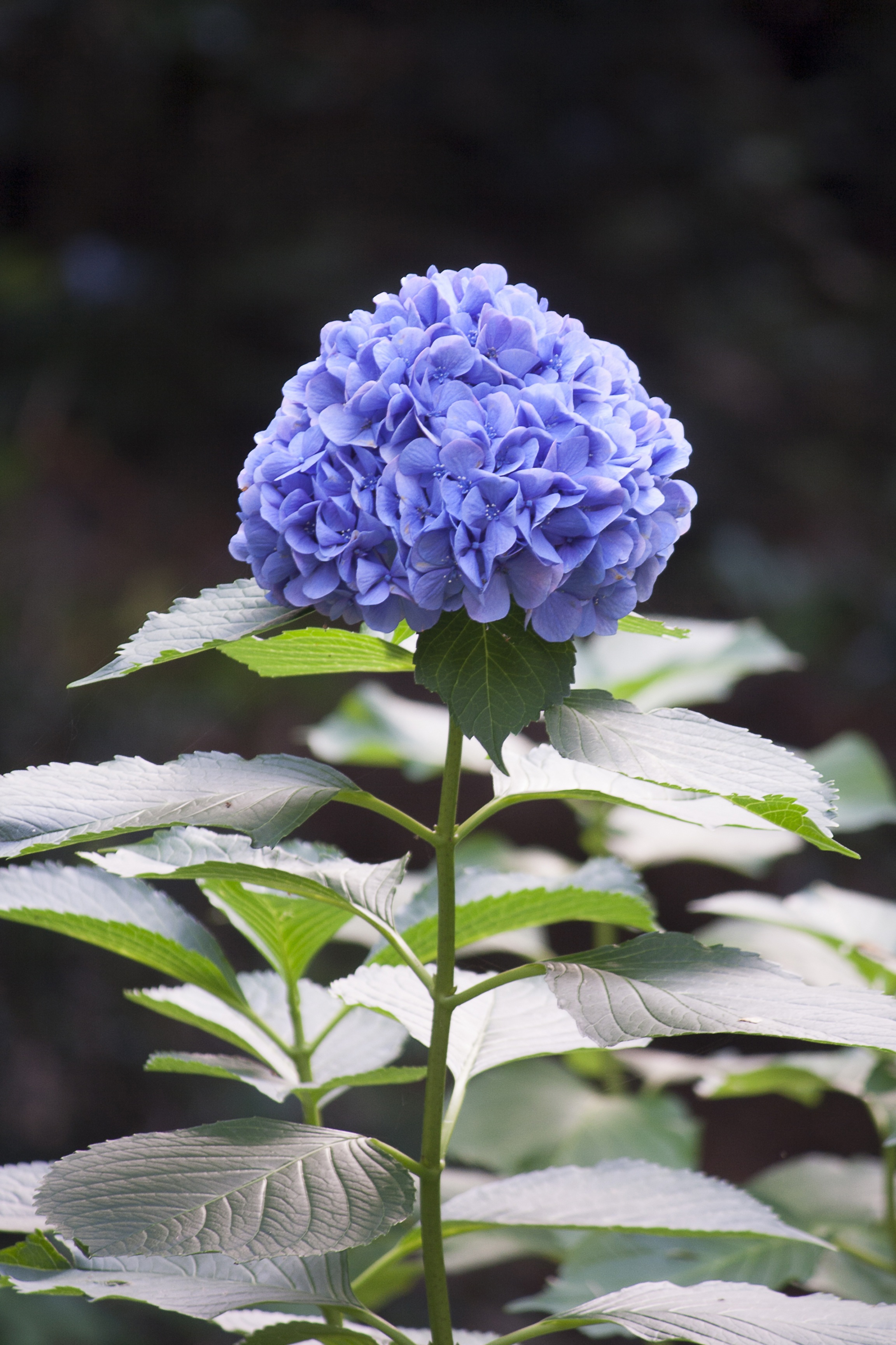 Nature Flowering Plant Flower free image download