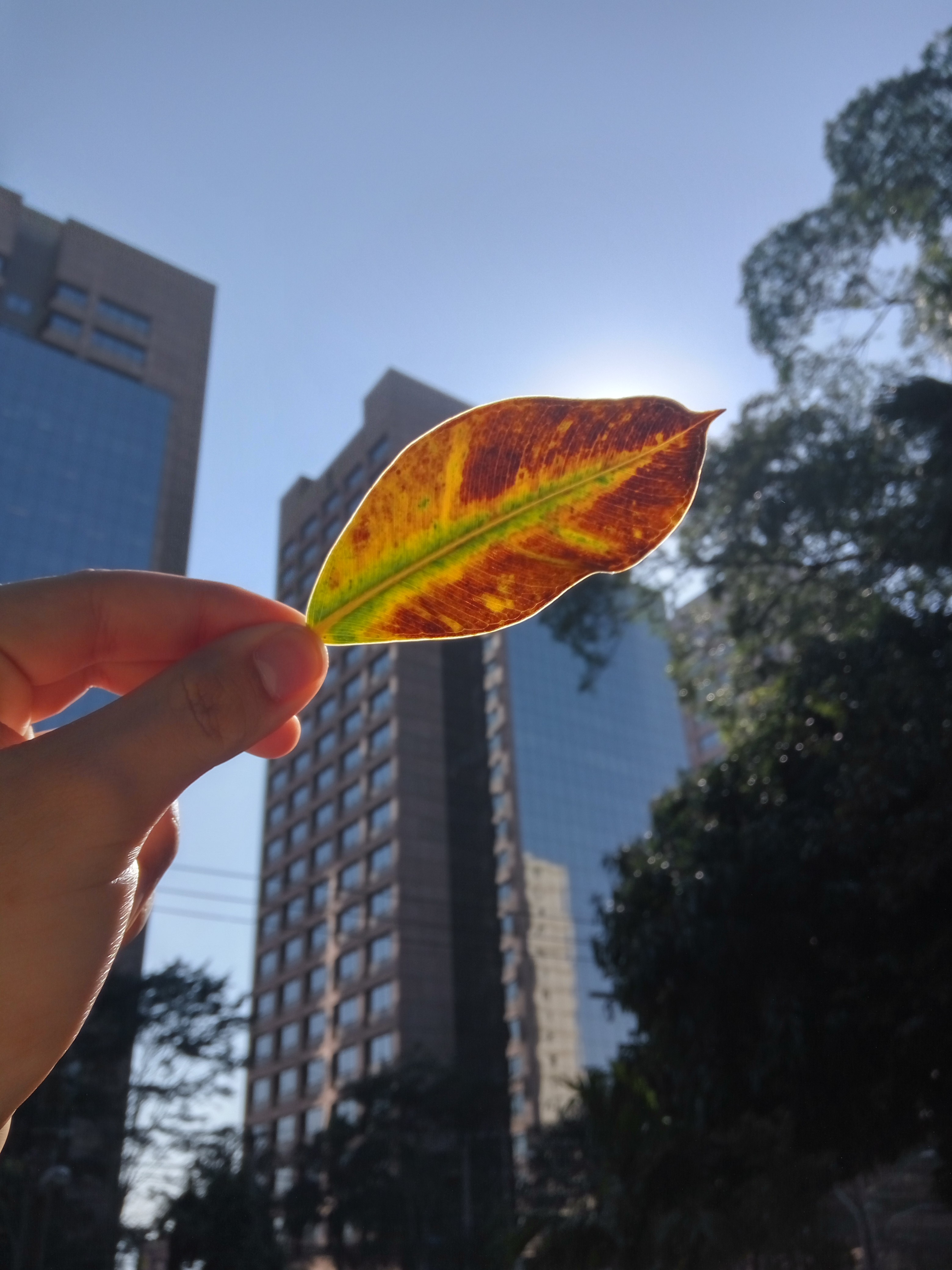 Leaf Nature free image download