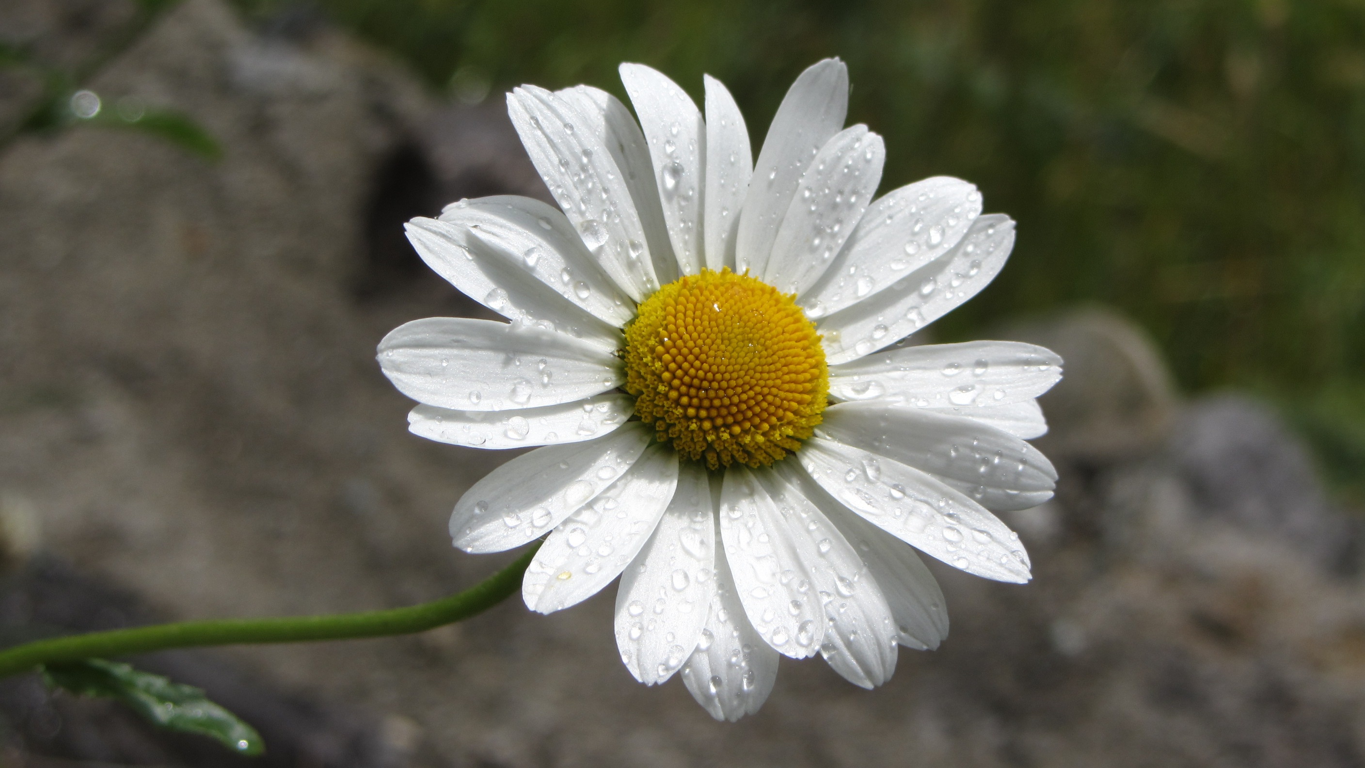 Nature Plant Flower free image download