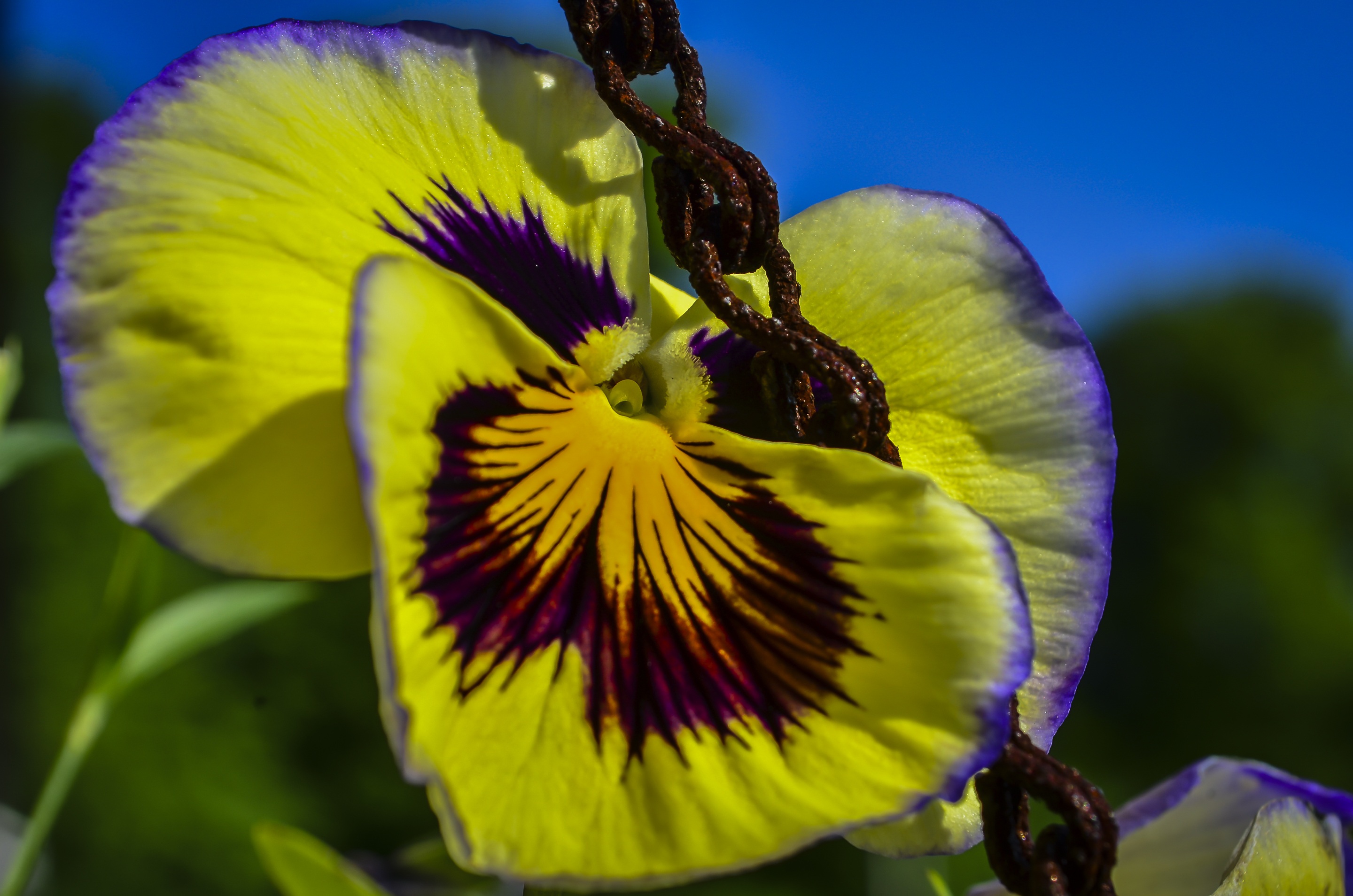 Flower Pansy Plant free image download