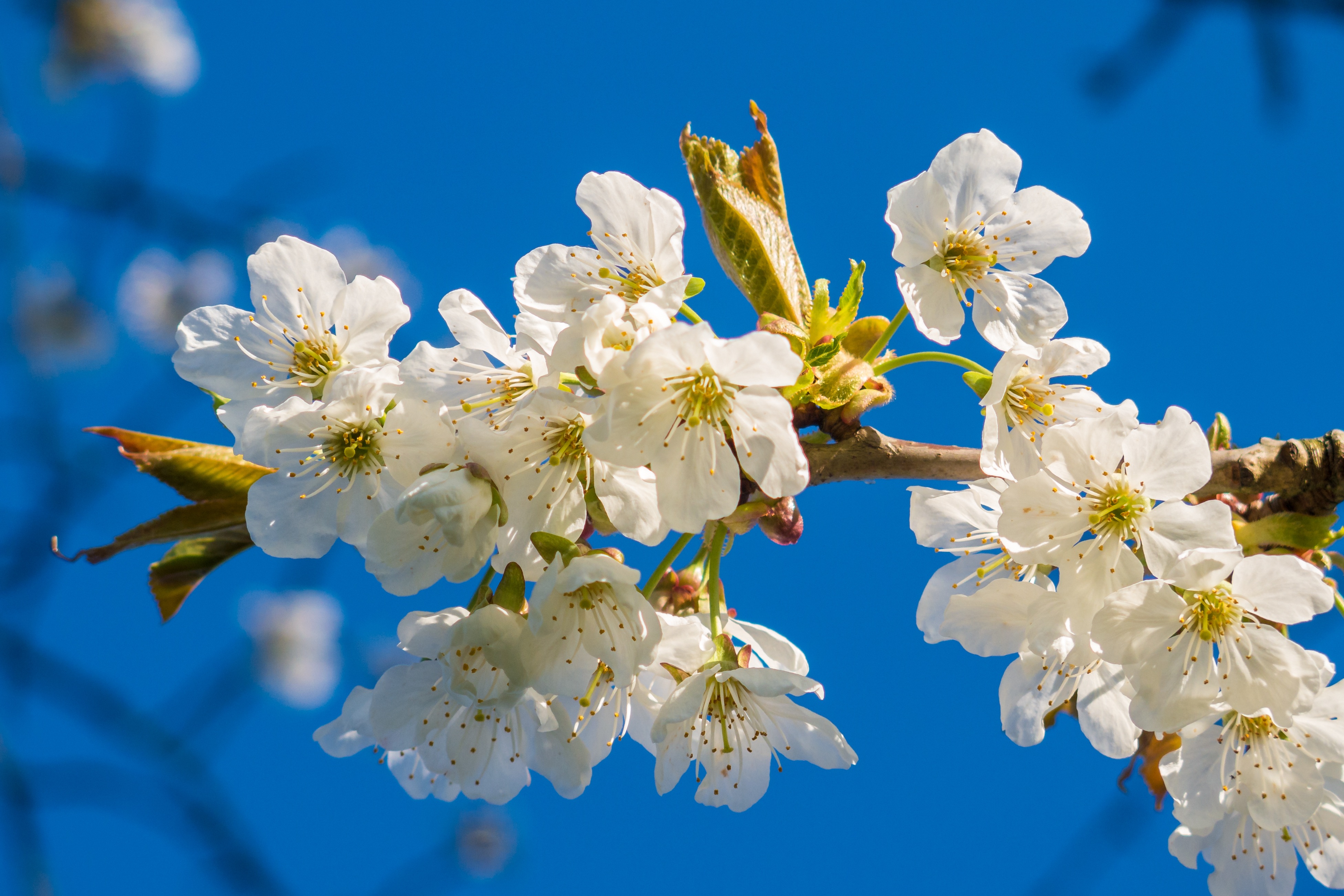Spring blossoms on a branch on a blue background free image download