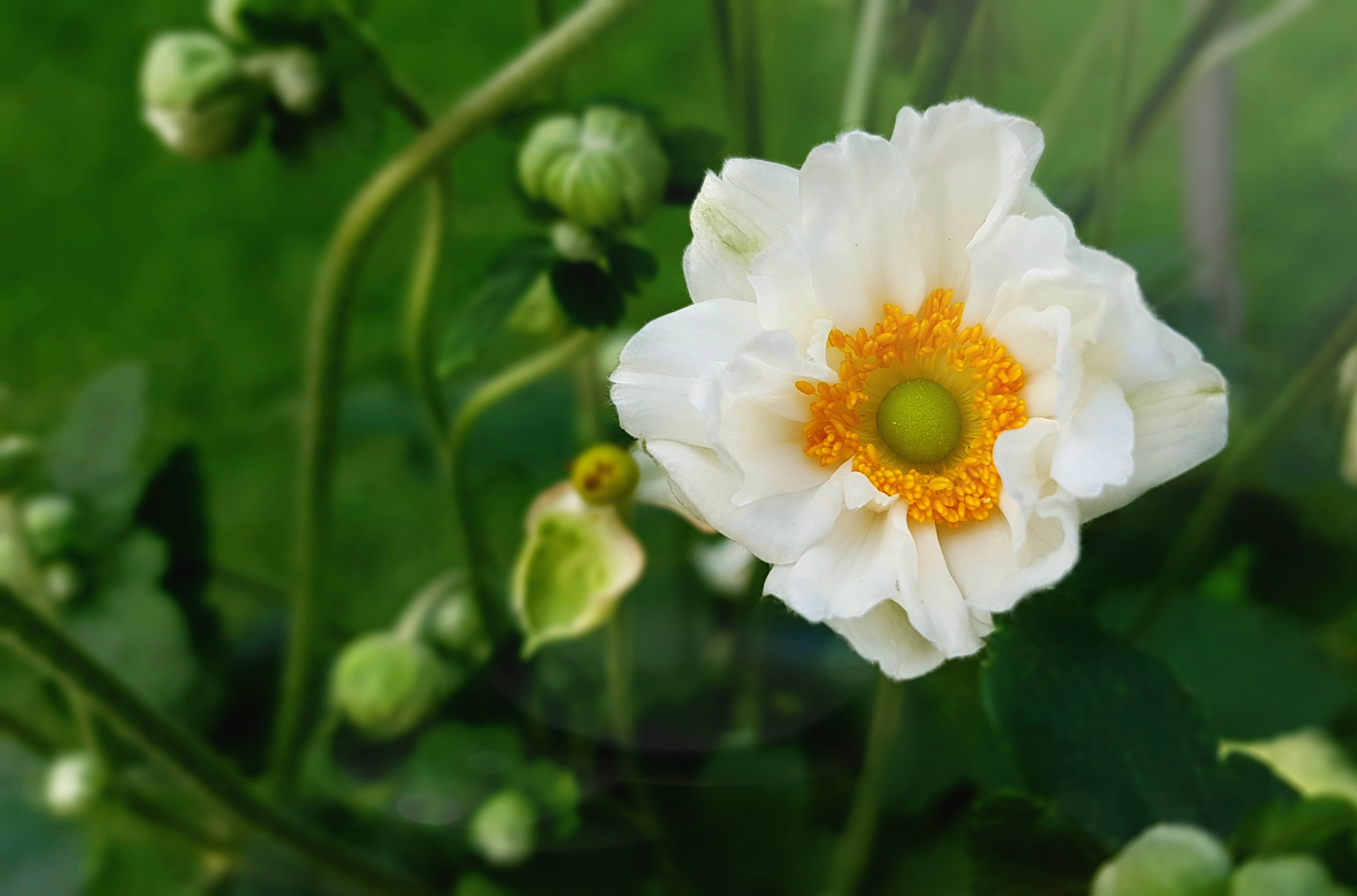 Blossom Bloom Anemone Fall free image download