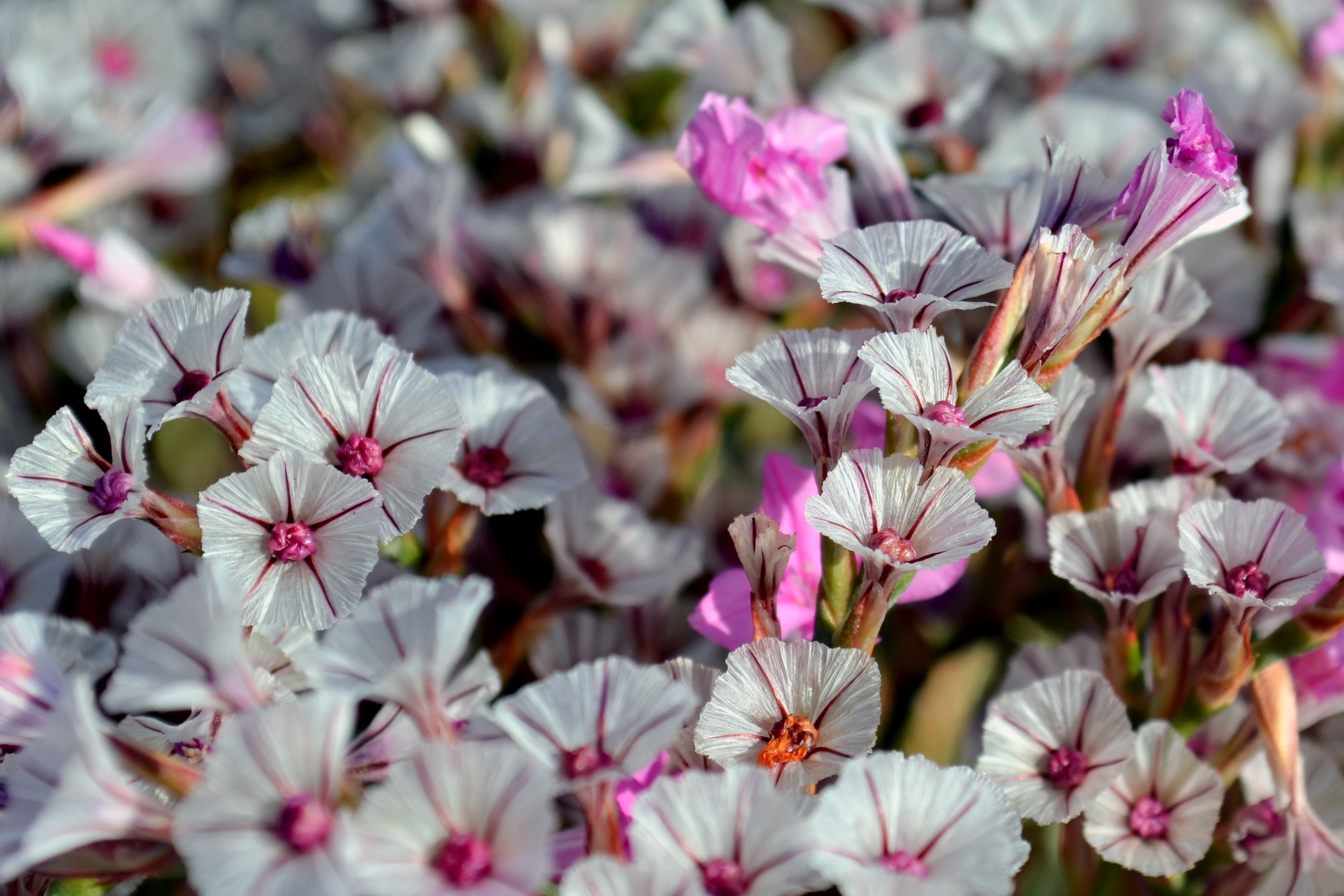 Flower Nature Macro Spring free image download