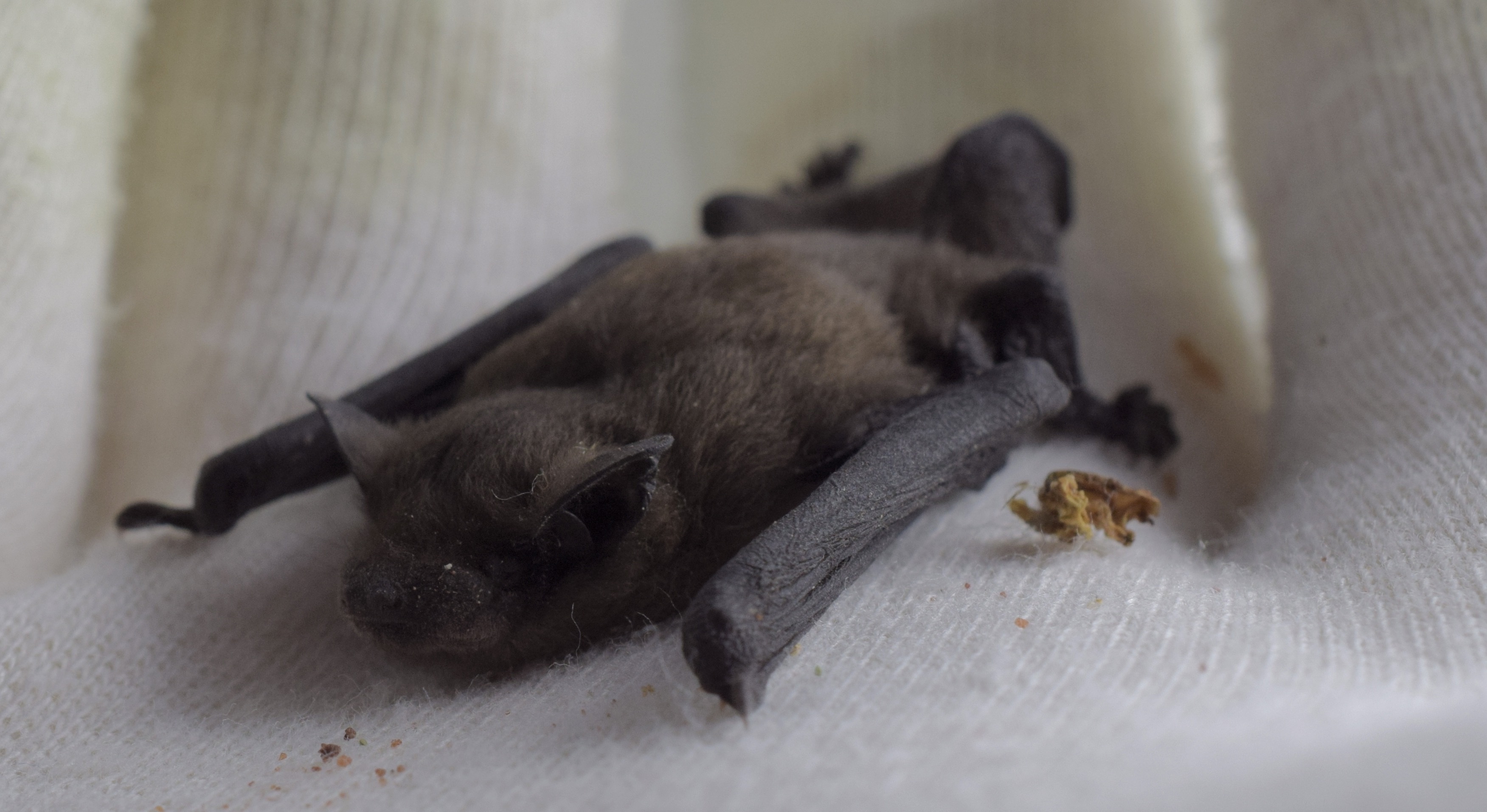Noctule Bat Genus Nyctalus free image download