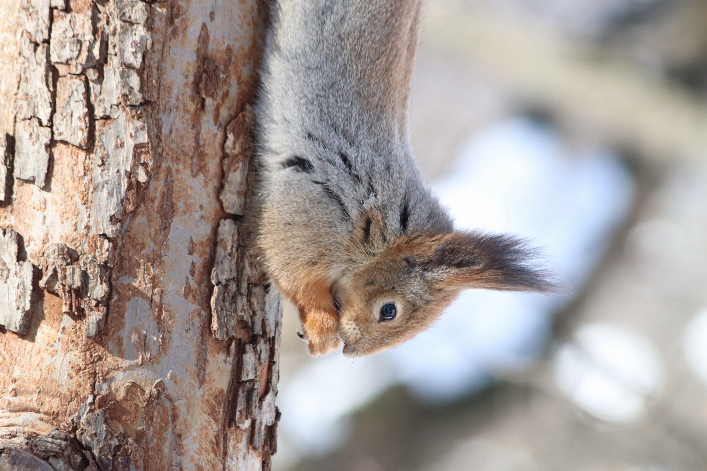 Nature Living Tree free image download
