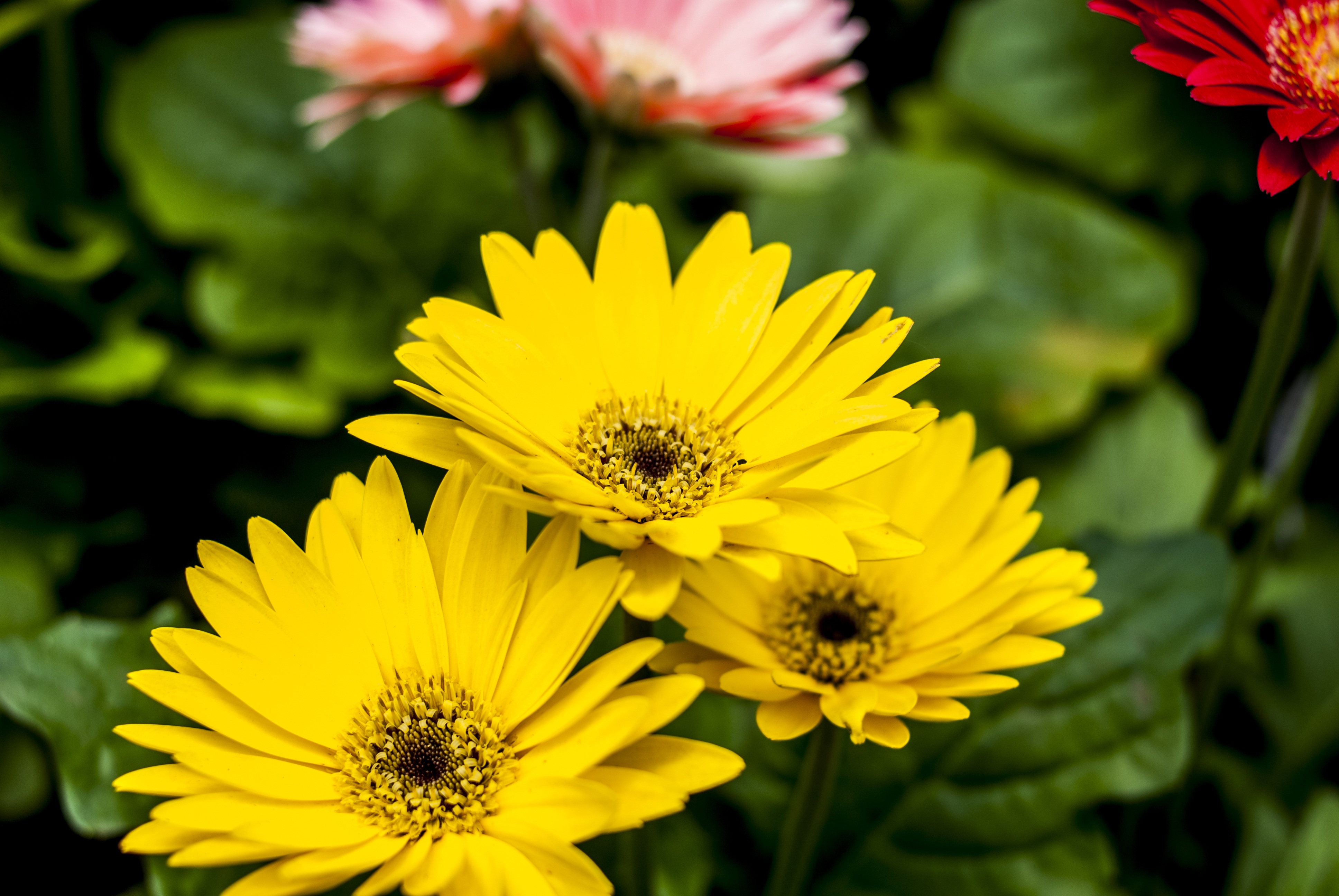 Linda Flower Plant free image download