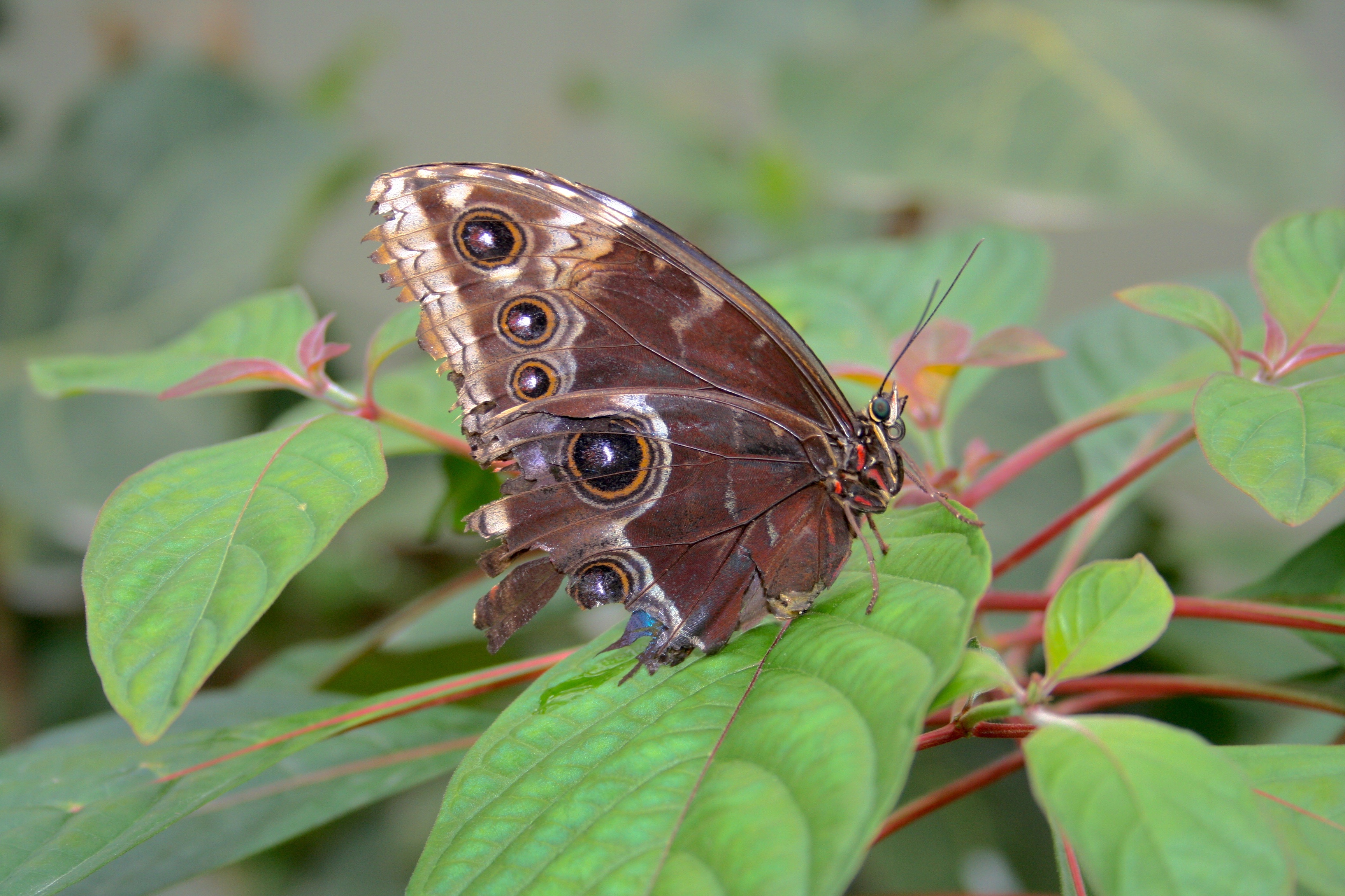 Nature Bug Wildlife free image download