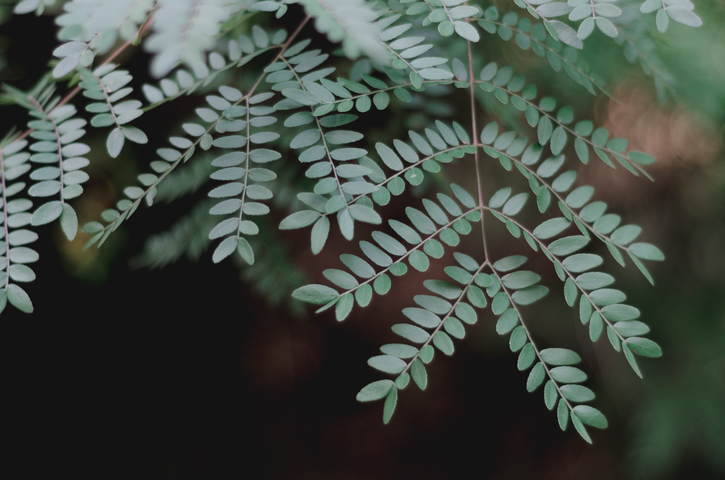 Flora Nature Leaf free image download