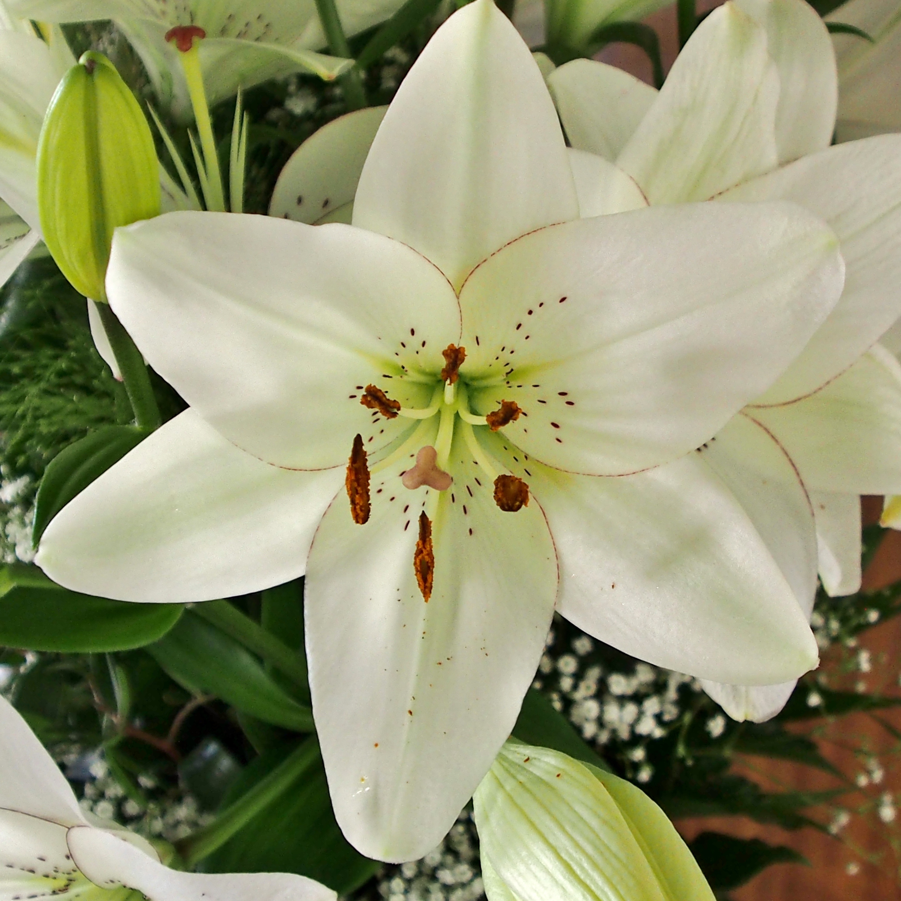 Flower Nature Lily free image download