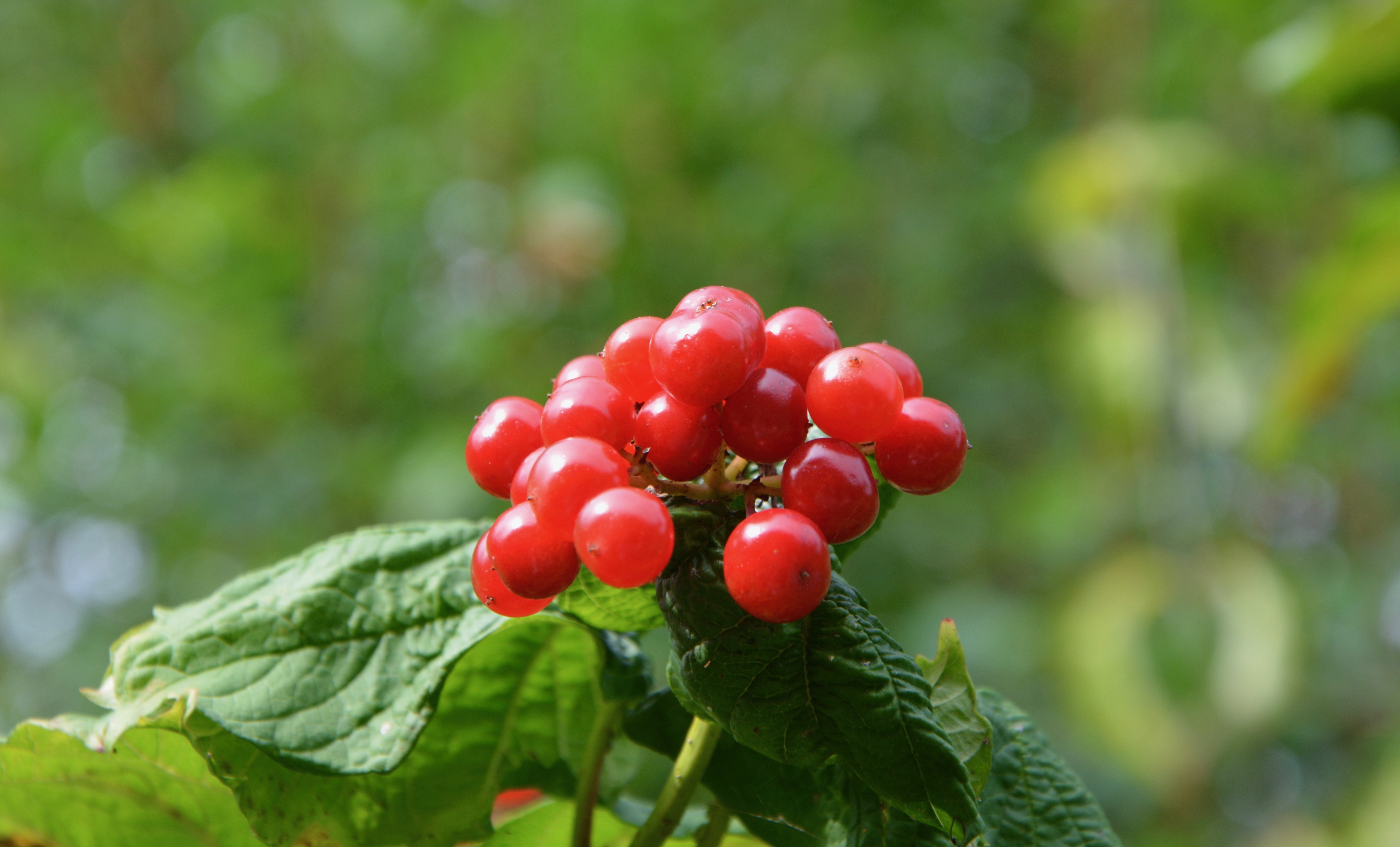 Berries Not Edible Red Fruits free image download