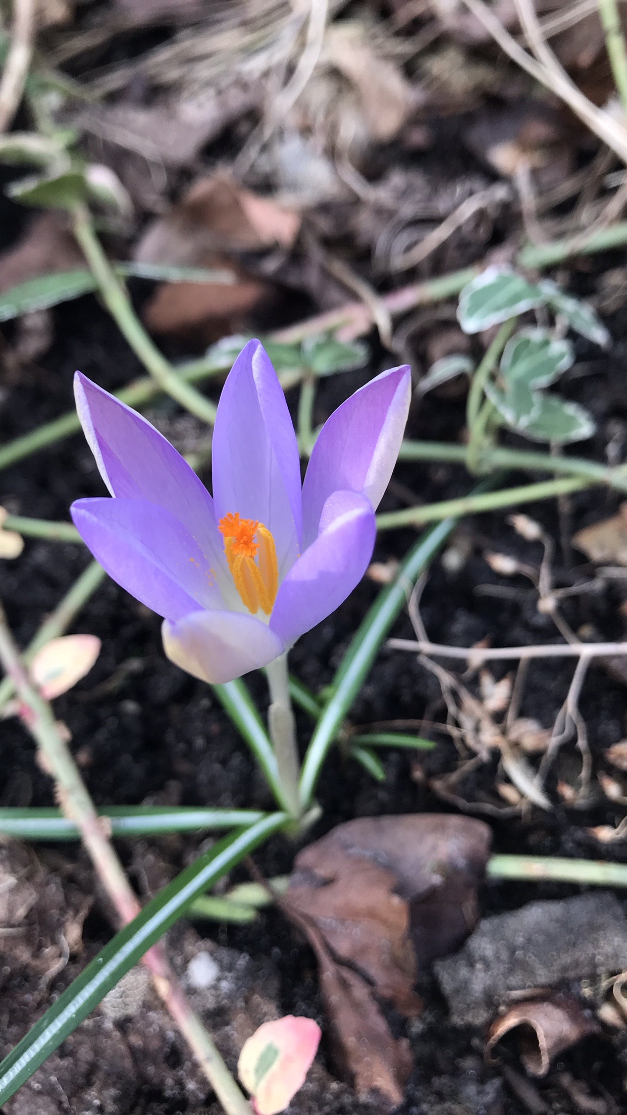 Nature Plant Season free image download