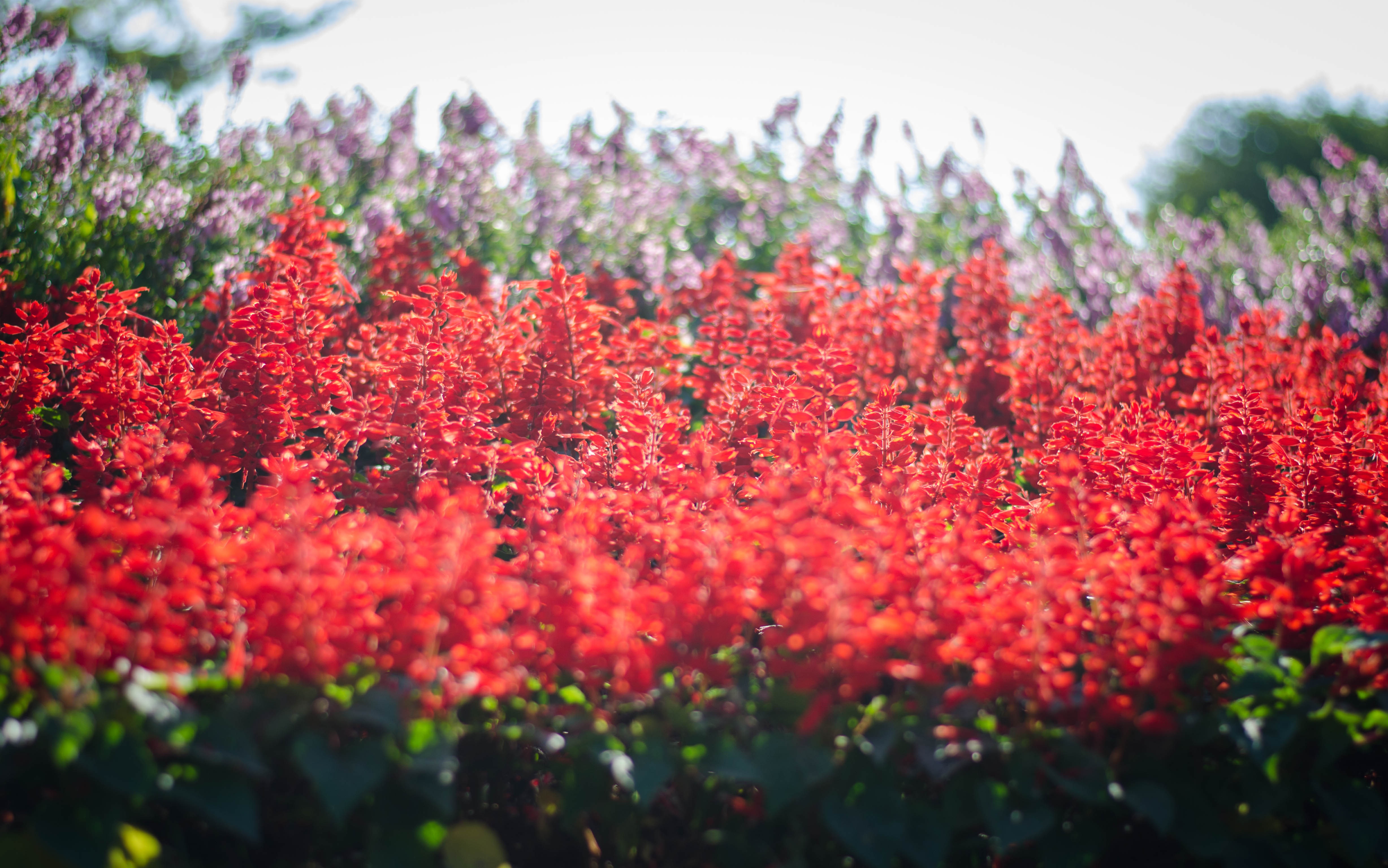 Color Bright Nature free image download