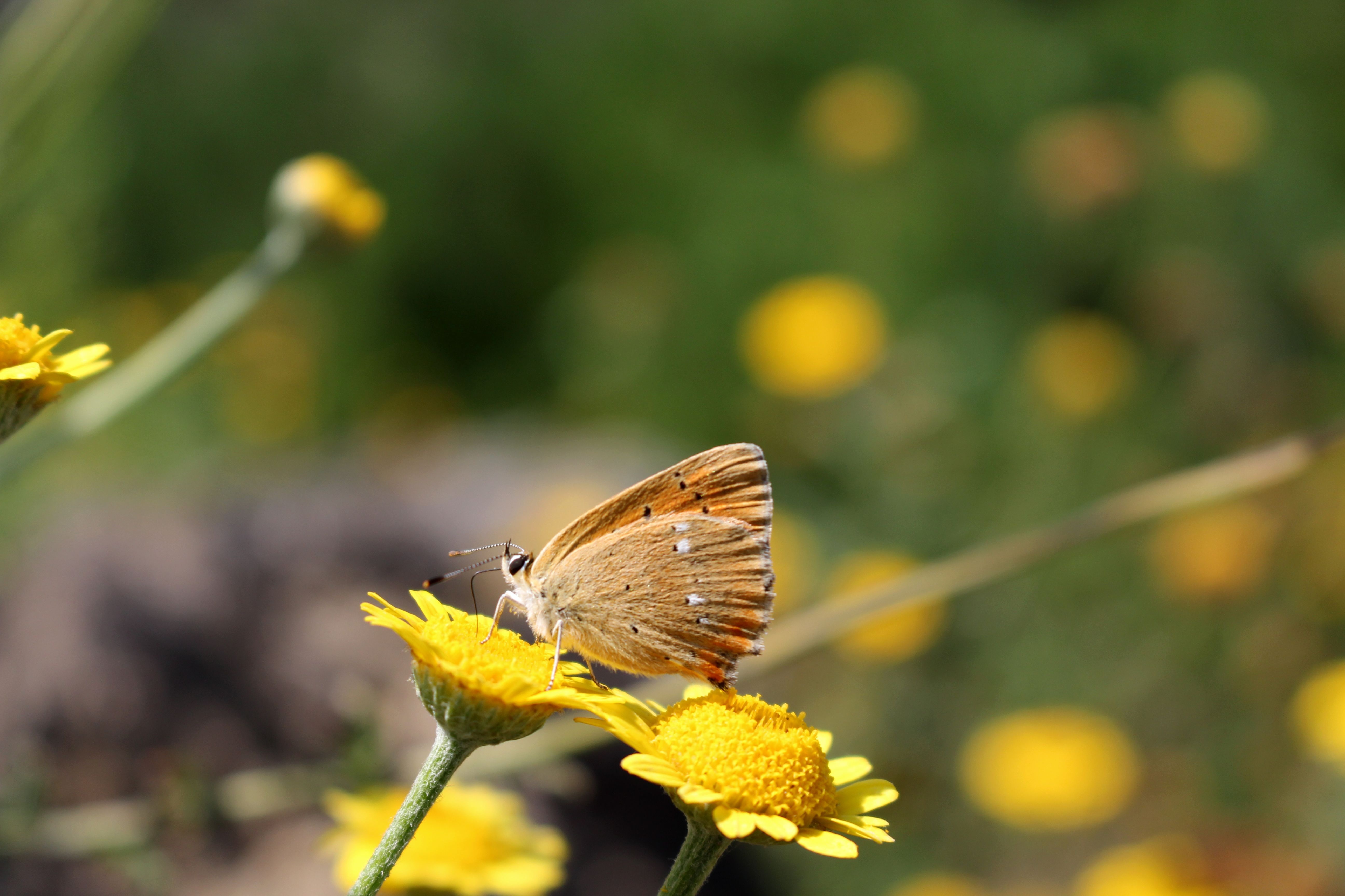 Macro picture of Butterfly in Nature Macro view free image download