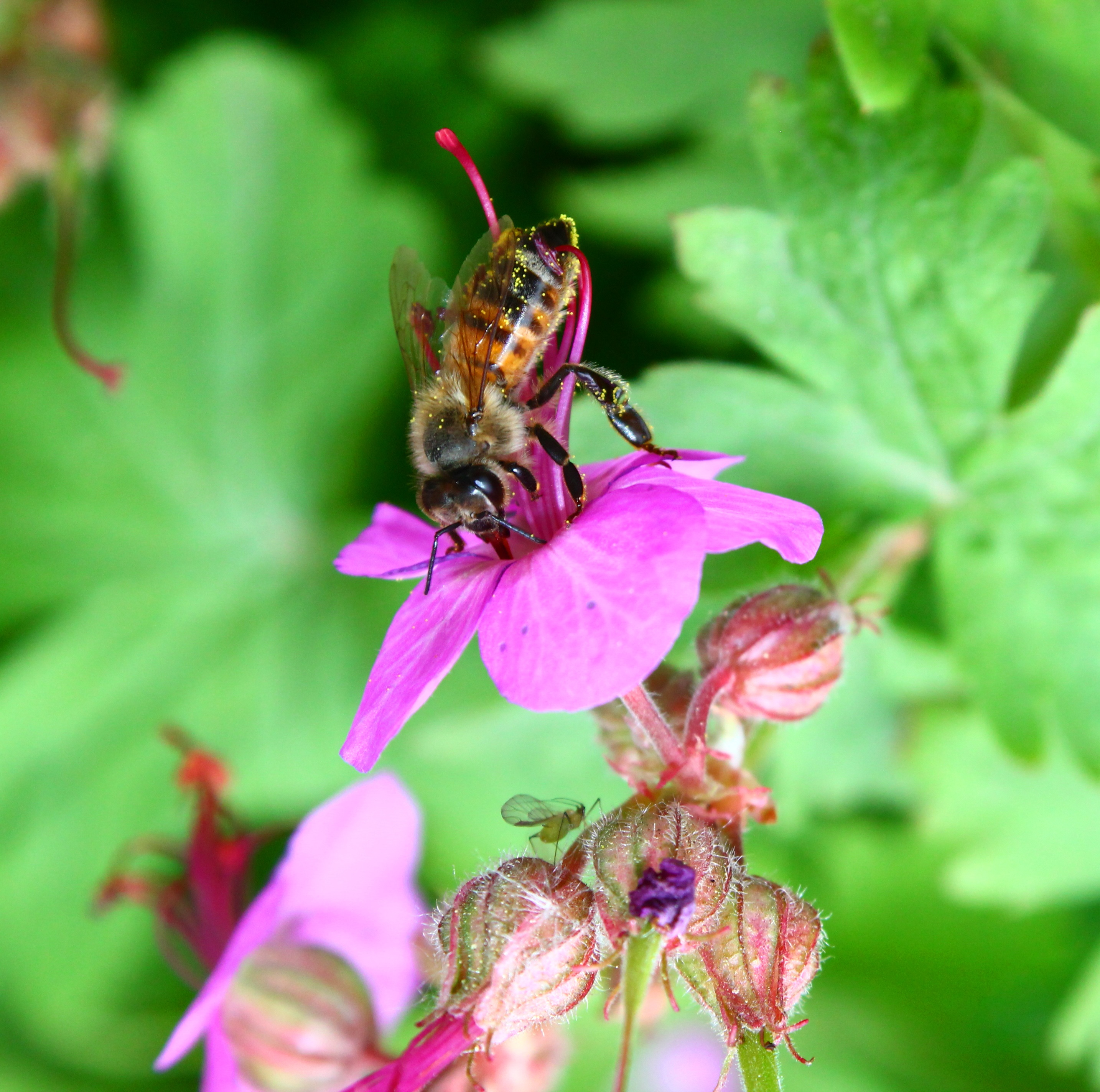 Bee Pollen Floral free image download