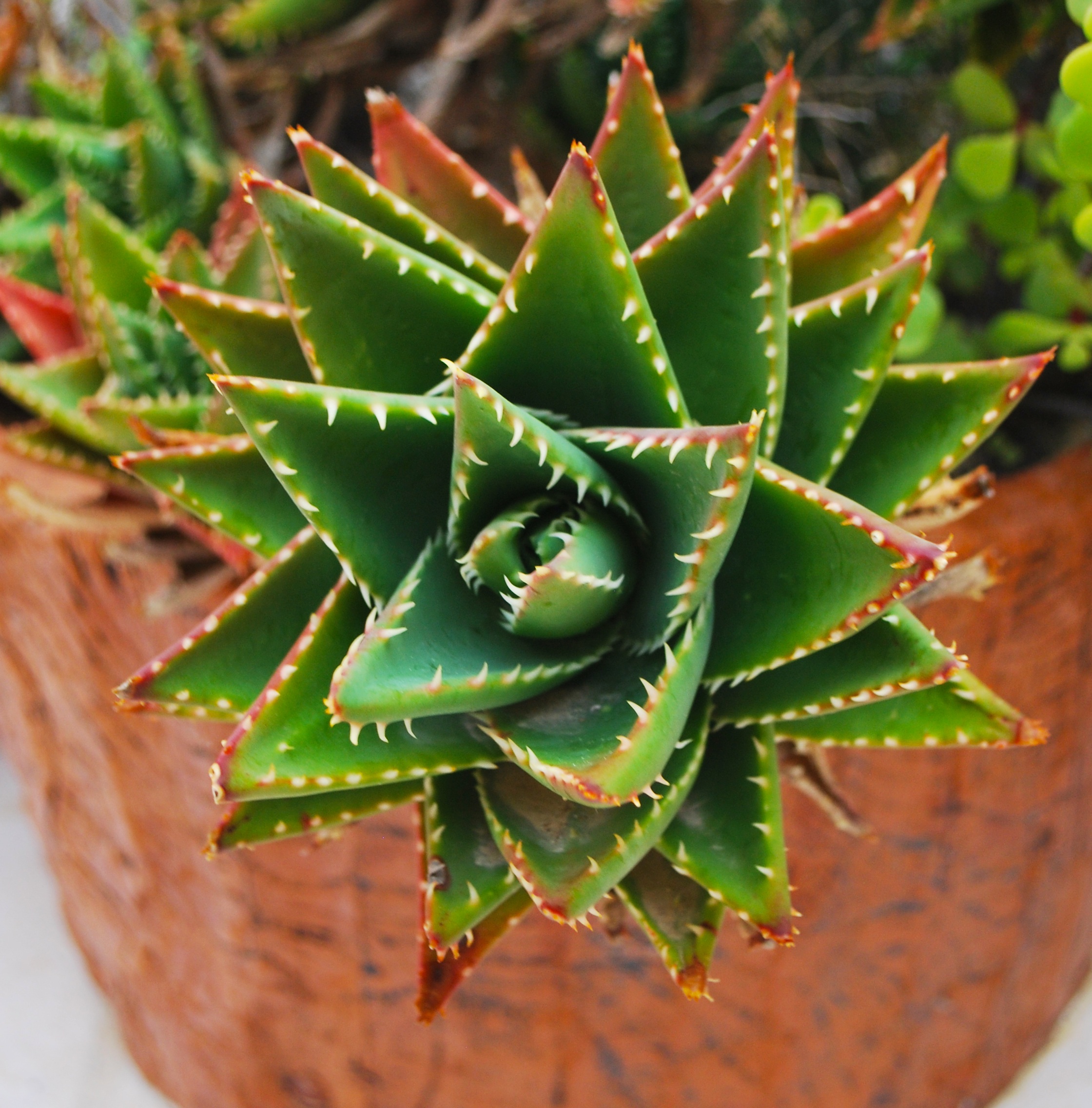 Cactus Flower Malta free image download