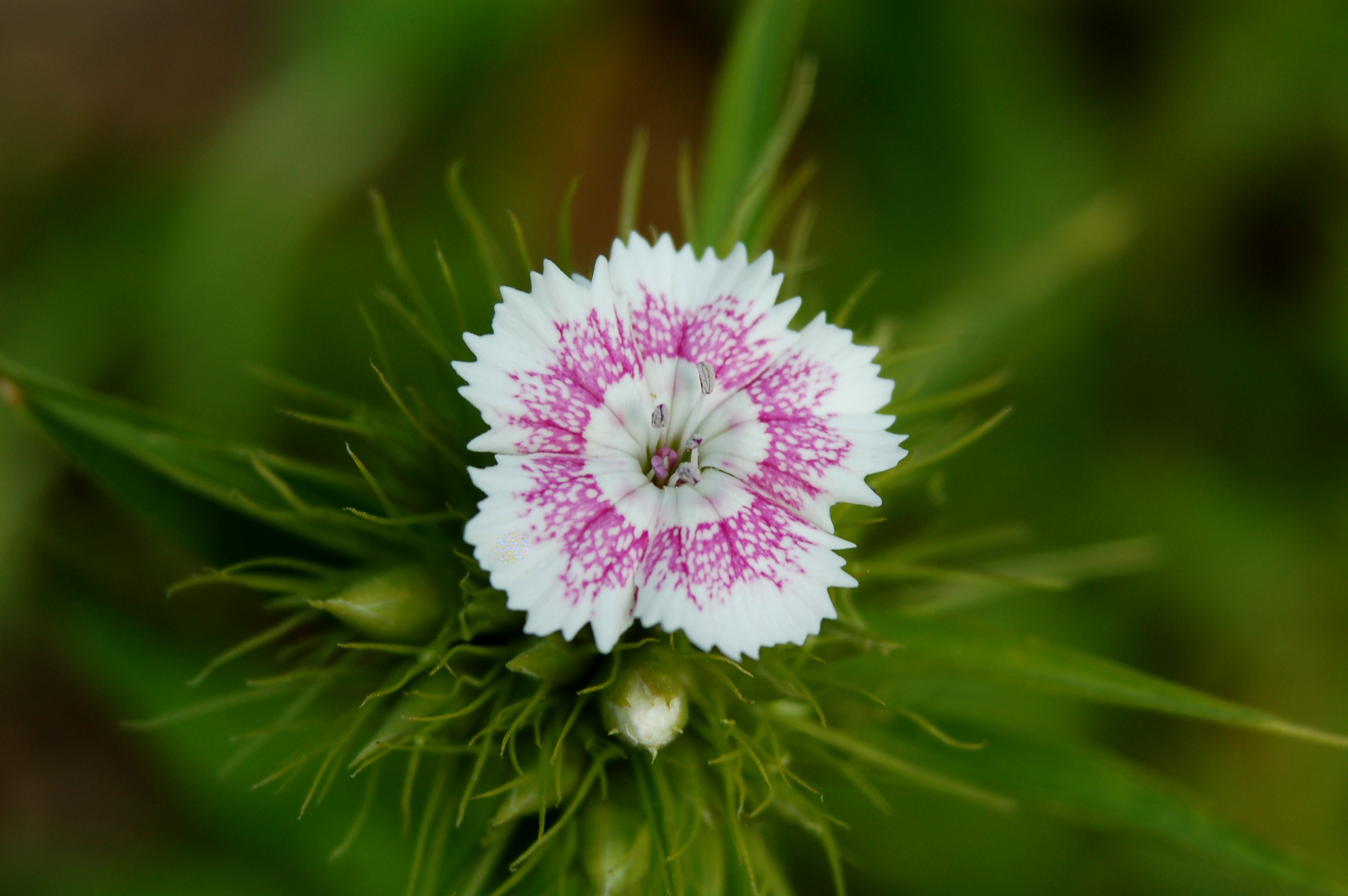 Nature Flower Plant free image download