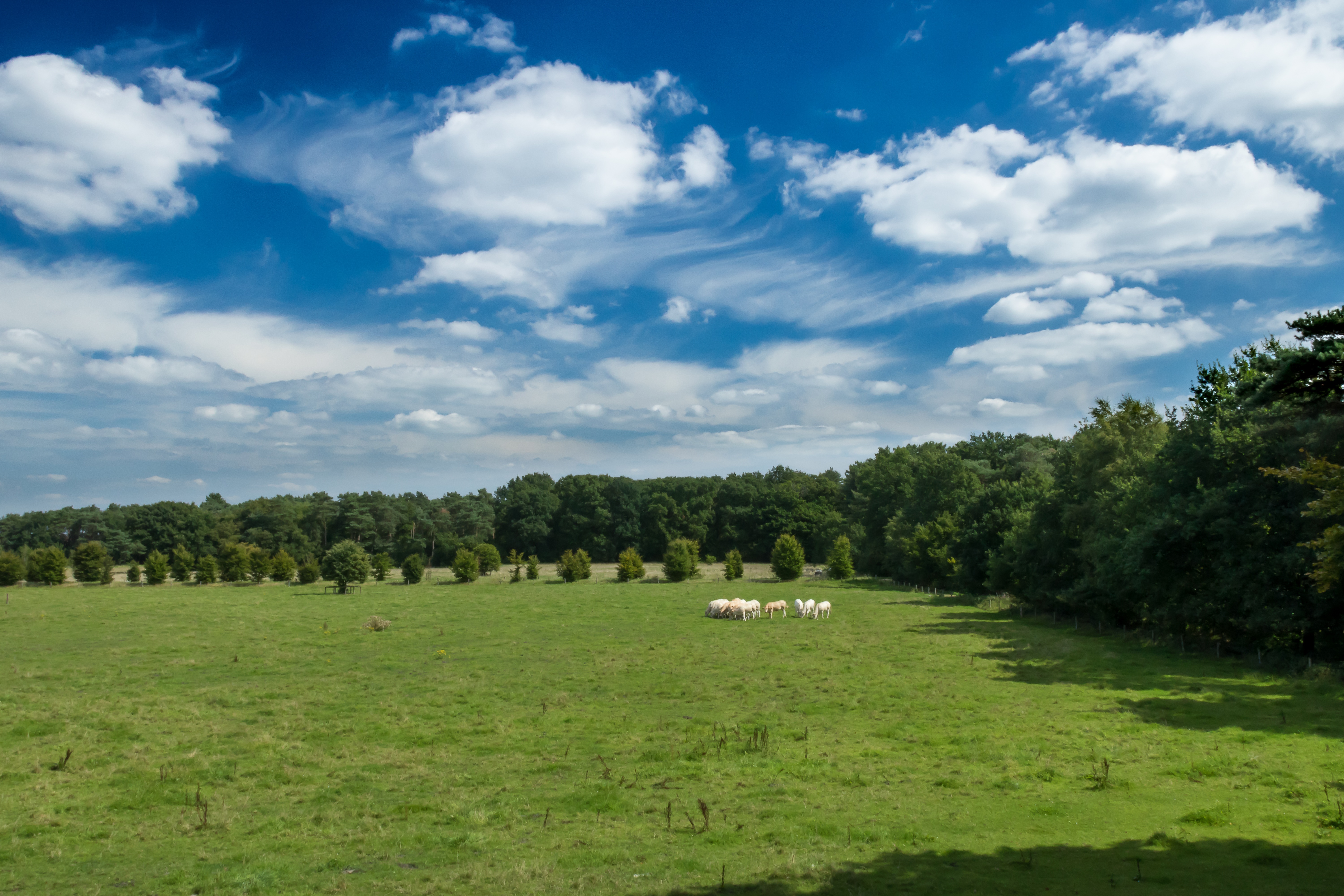 Panoramic Nature Landscape free image download