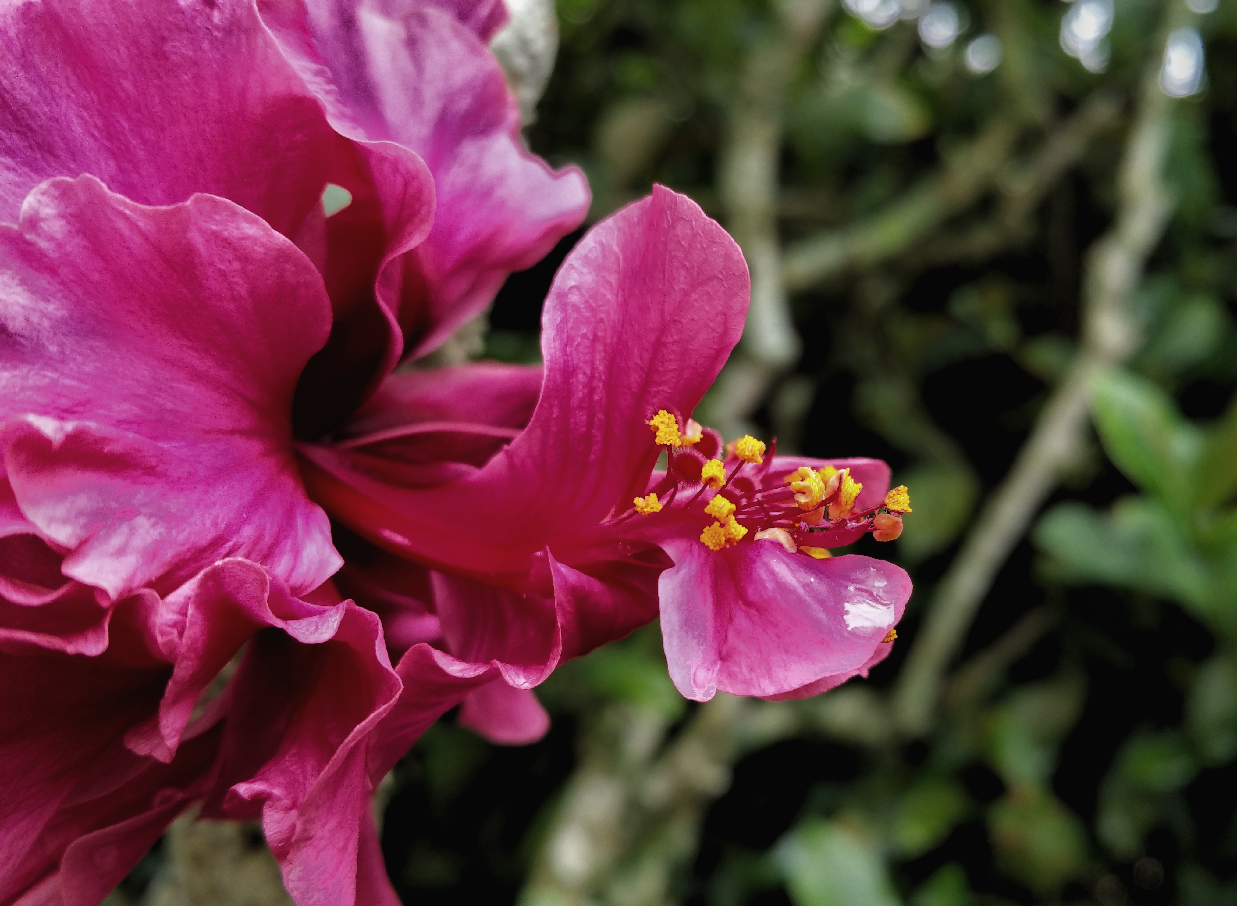 Flower Nectar free image download
