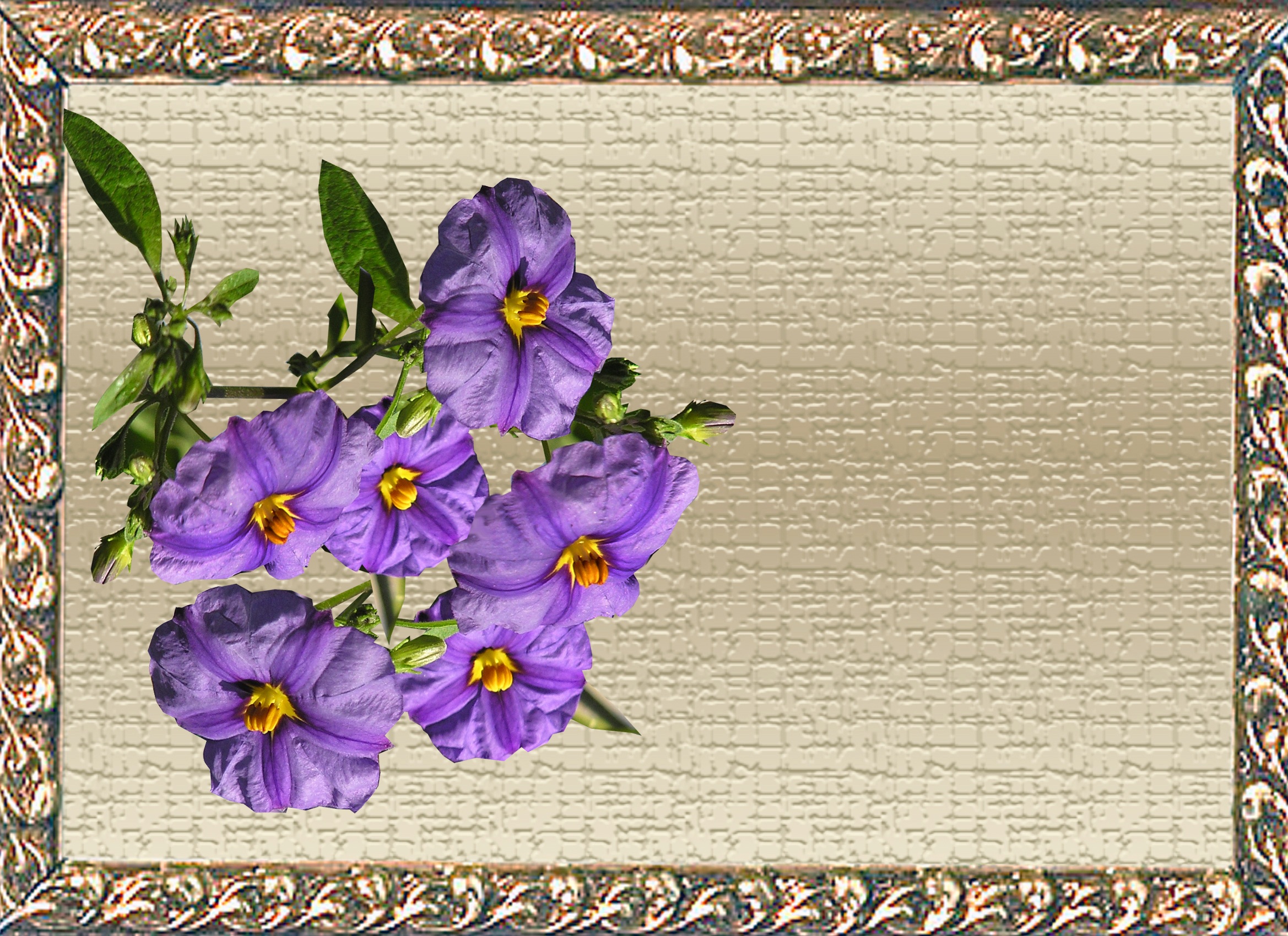 Greeting Card Purple free image download