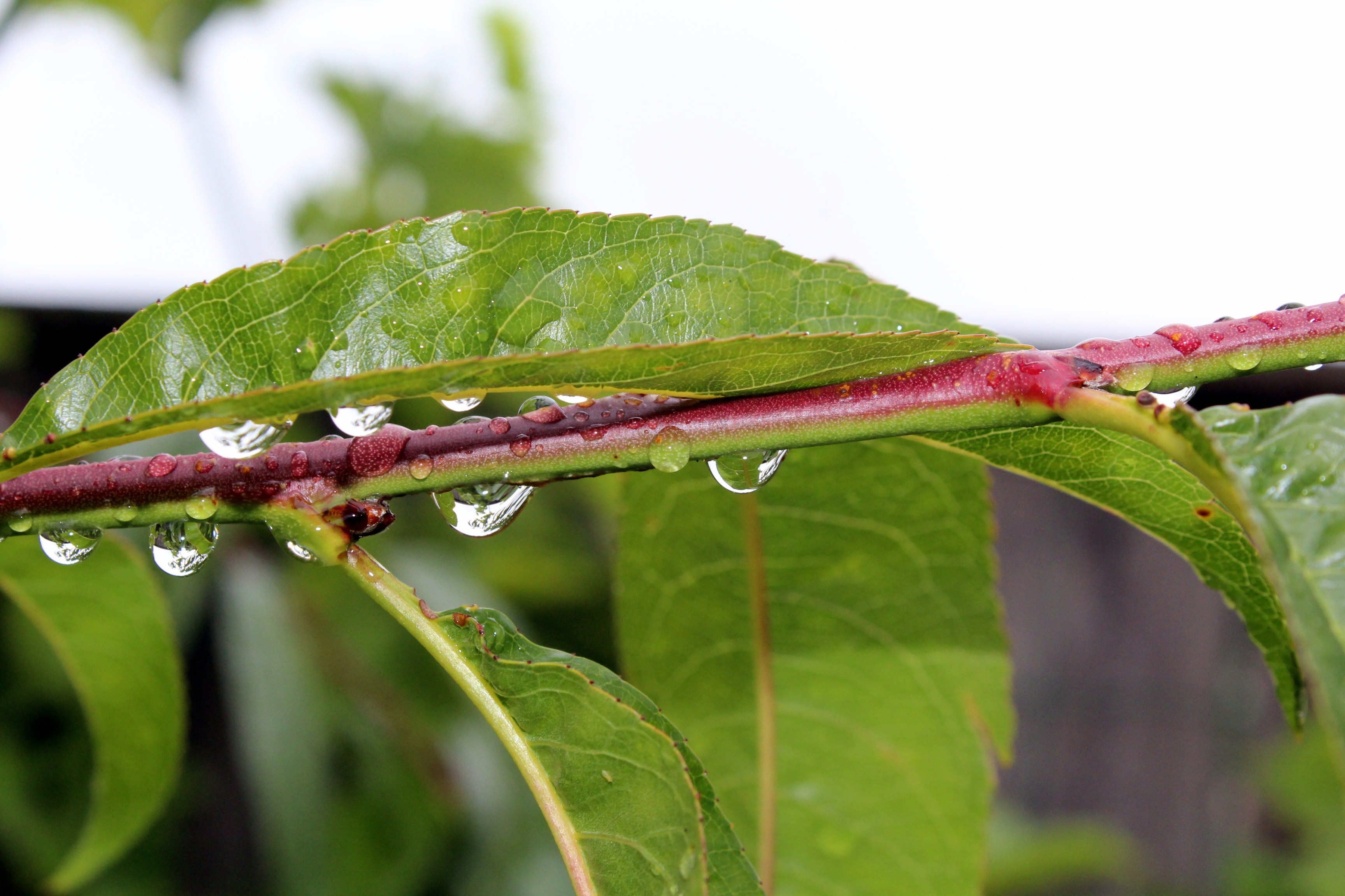 Foliage Peach Rain free image download