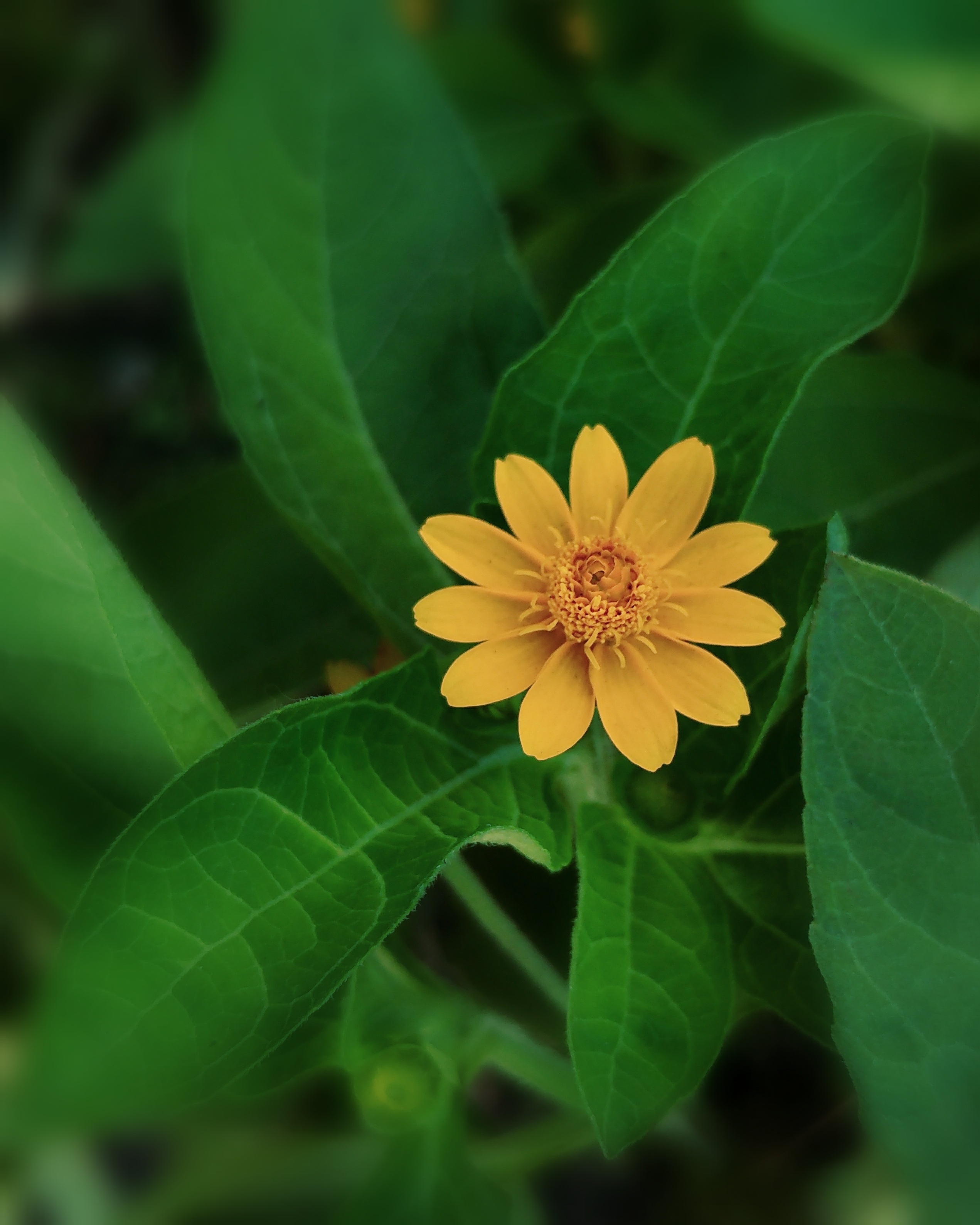 Flower Yellow Green free image download