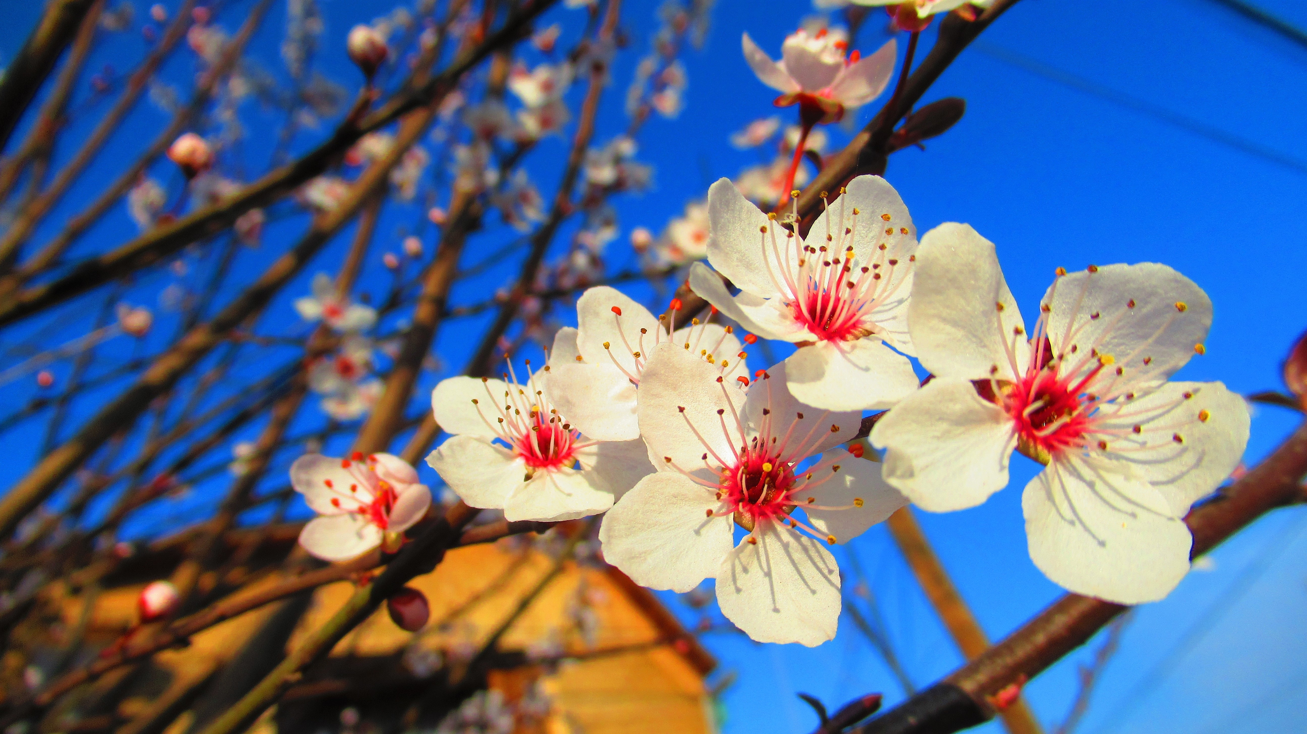 Flower Spring Nature free image download