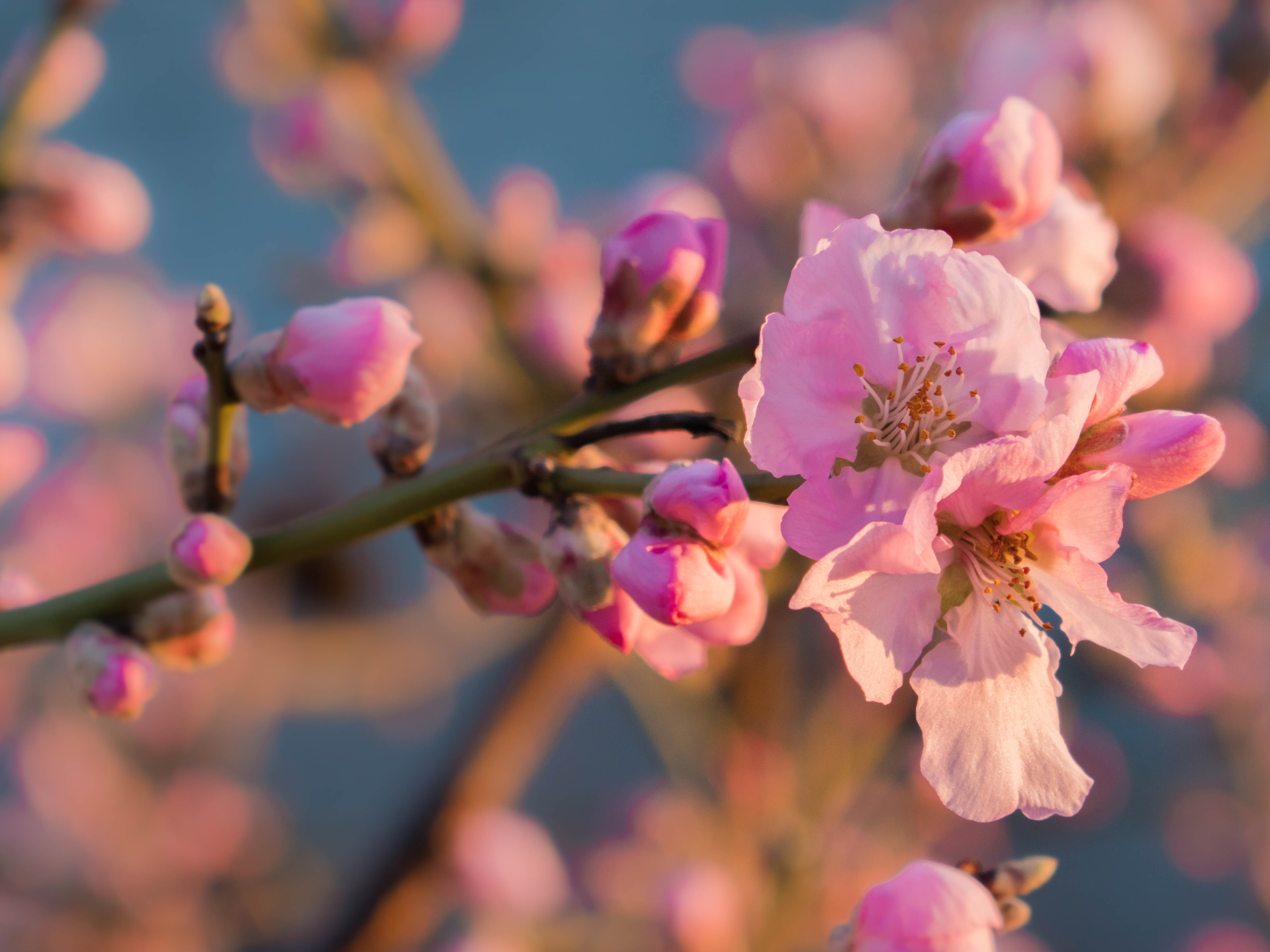 Flower Blossom free image download