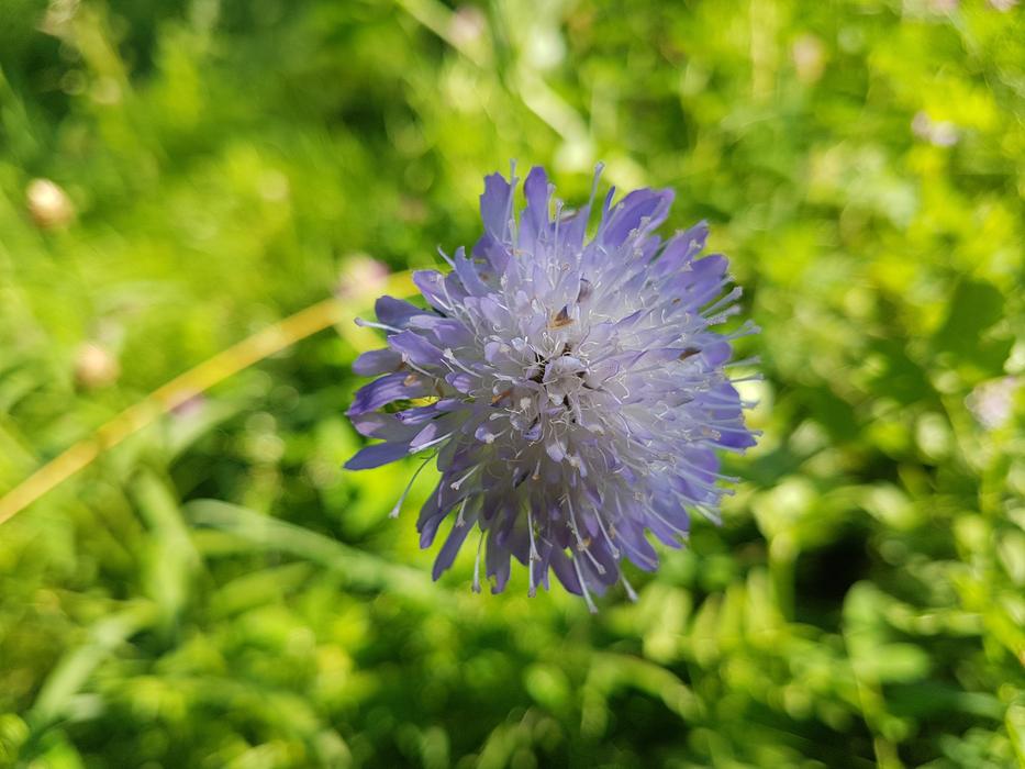 Flower Small Summer free image download