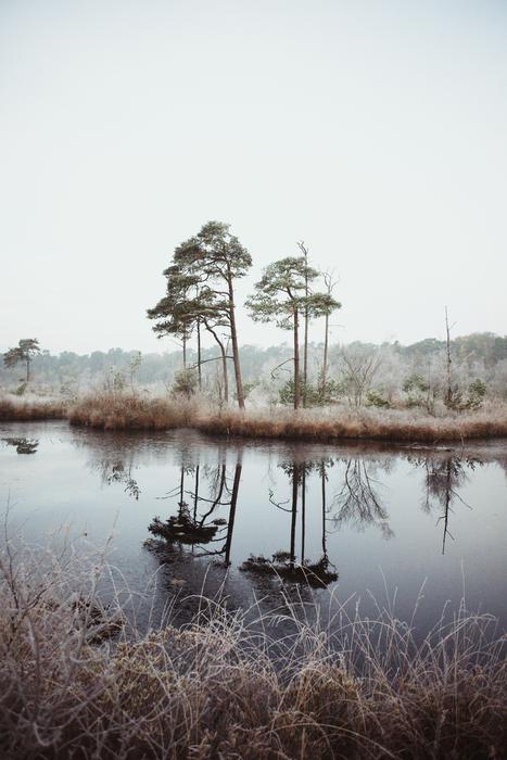 Nature Trees River free image download