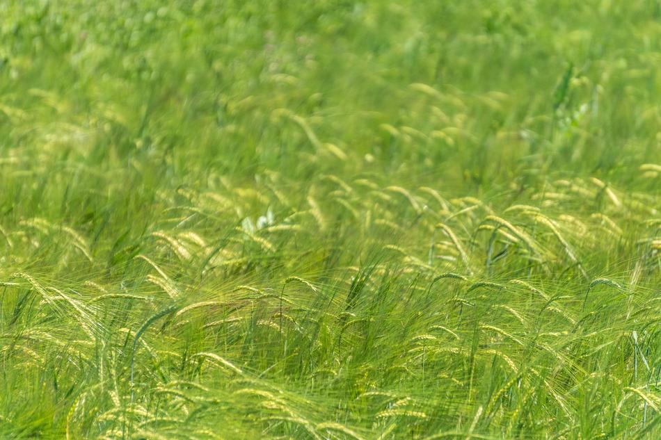 Green Grass Agriculture free image download