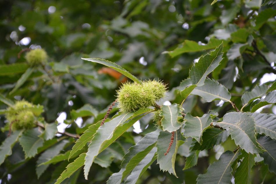Chestnut Bugs Spicy free image download