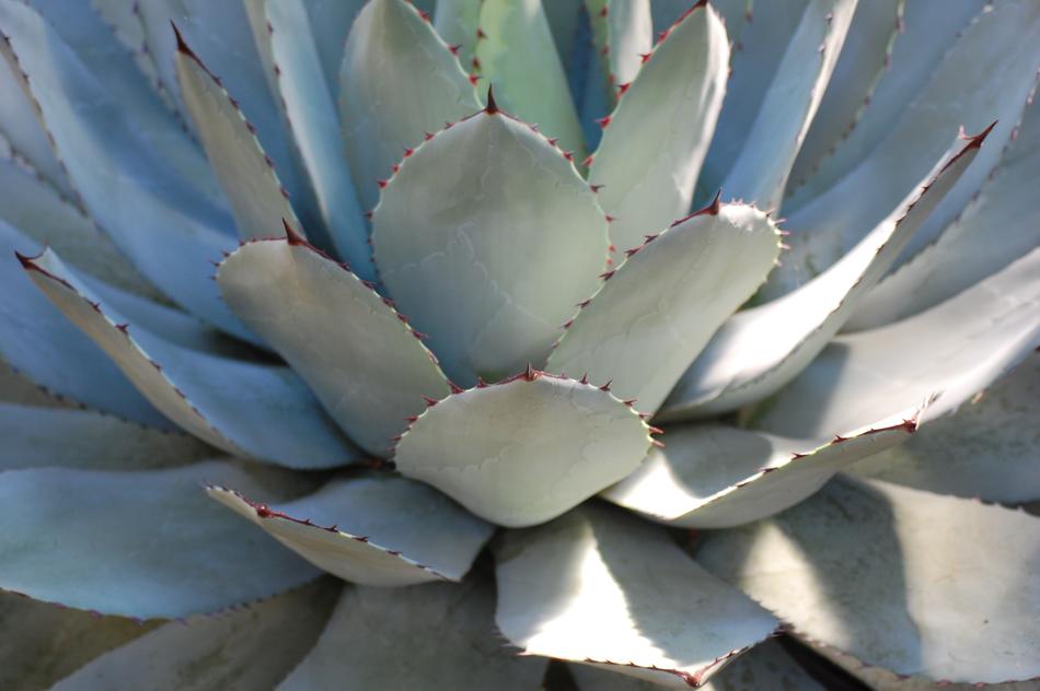 Cactus Leaf Plant Close free image download