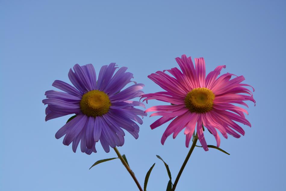 Flowers Pink Violet free image download