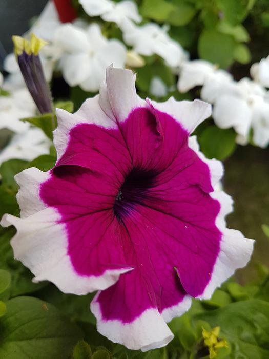 Flower Petunia Summer free image download